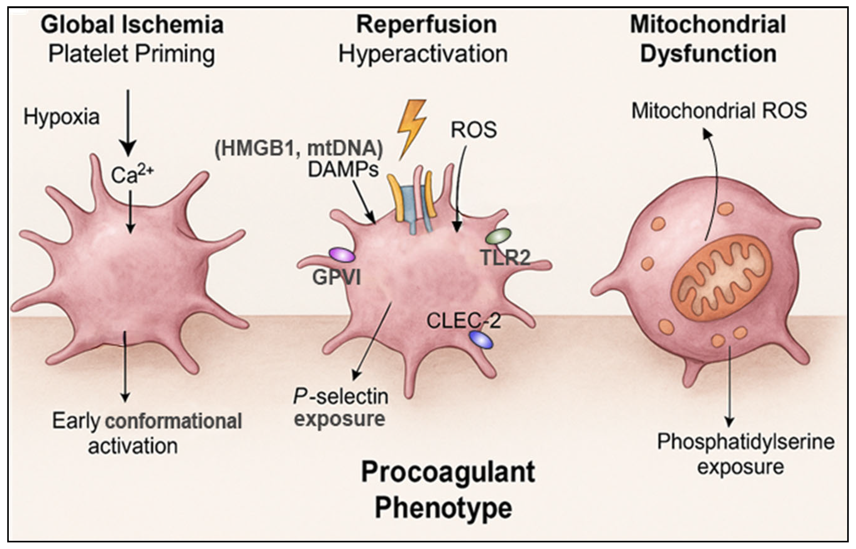 Platelets as Central Modulators of Post-Cardiac Arrest Syndrome ...