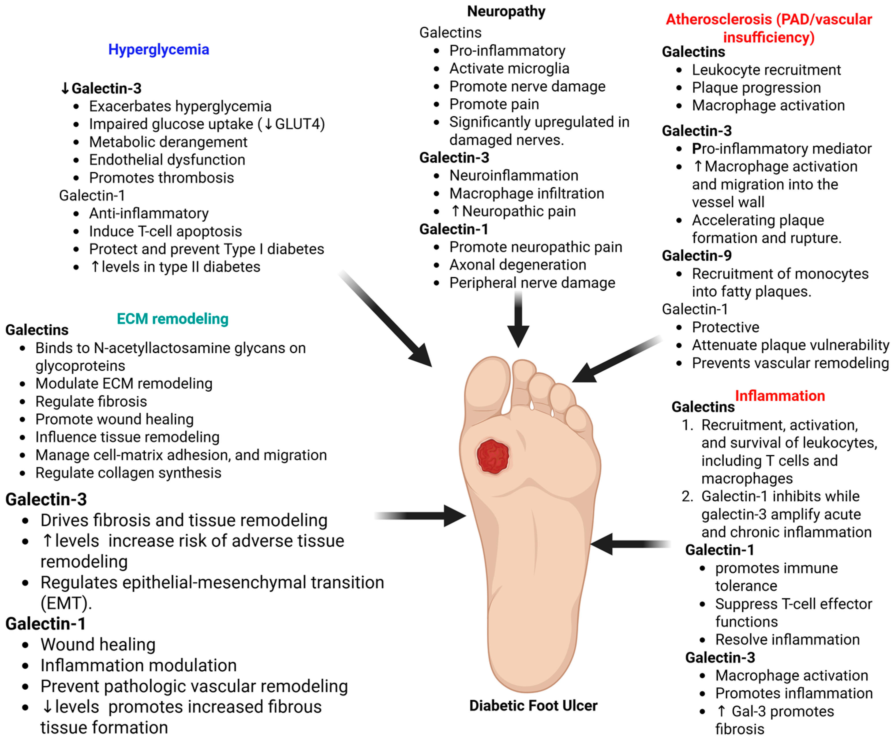 Galectins: Role and Therapeutics in Diabetes and Diabetic Foot Ulcers
