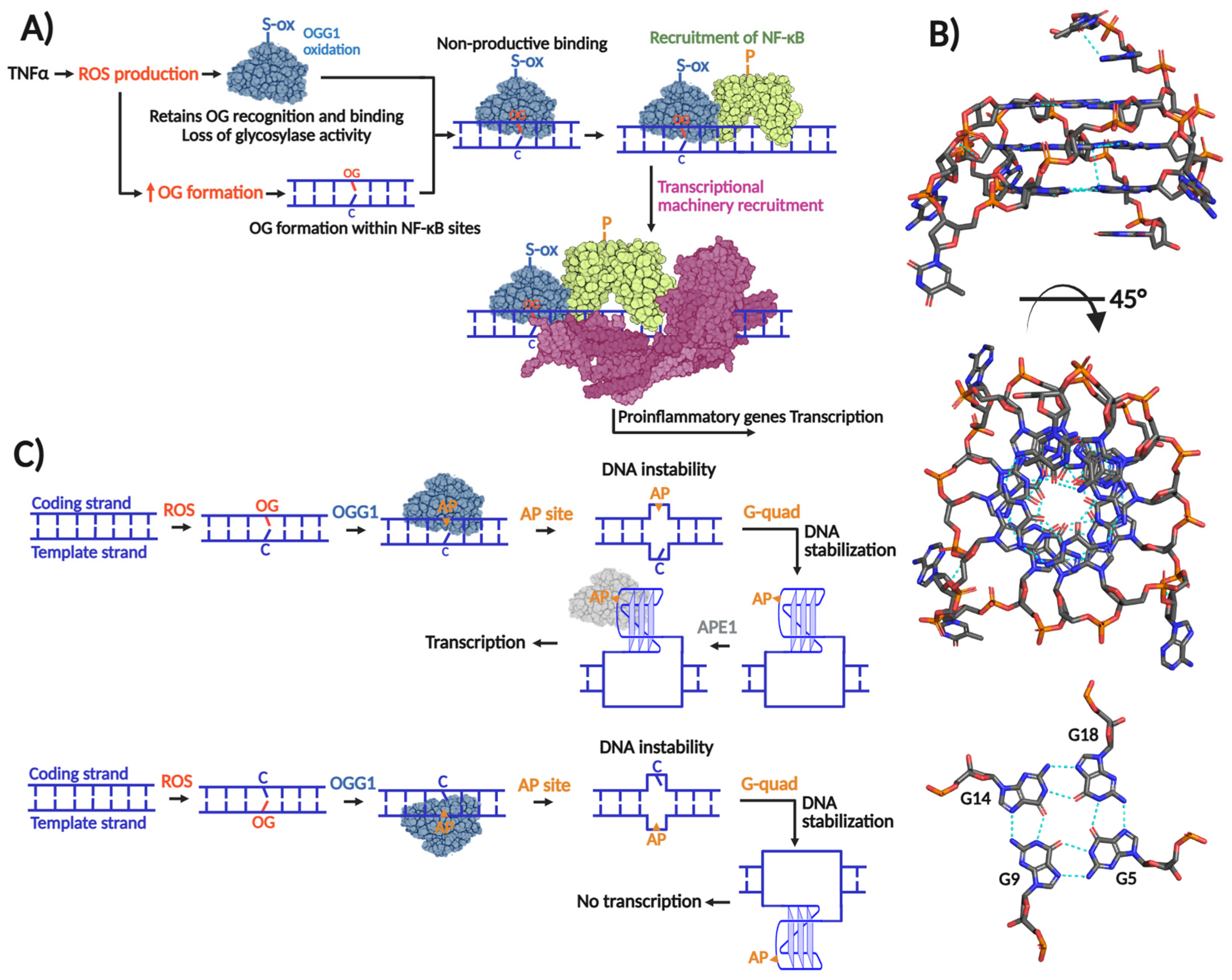 OGG1 and MUTYH DNA Glycosylases, the Dynamic Duo Against 8-Oxoguanine ...