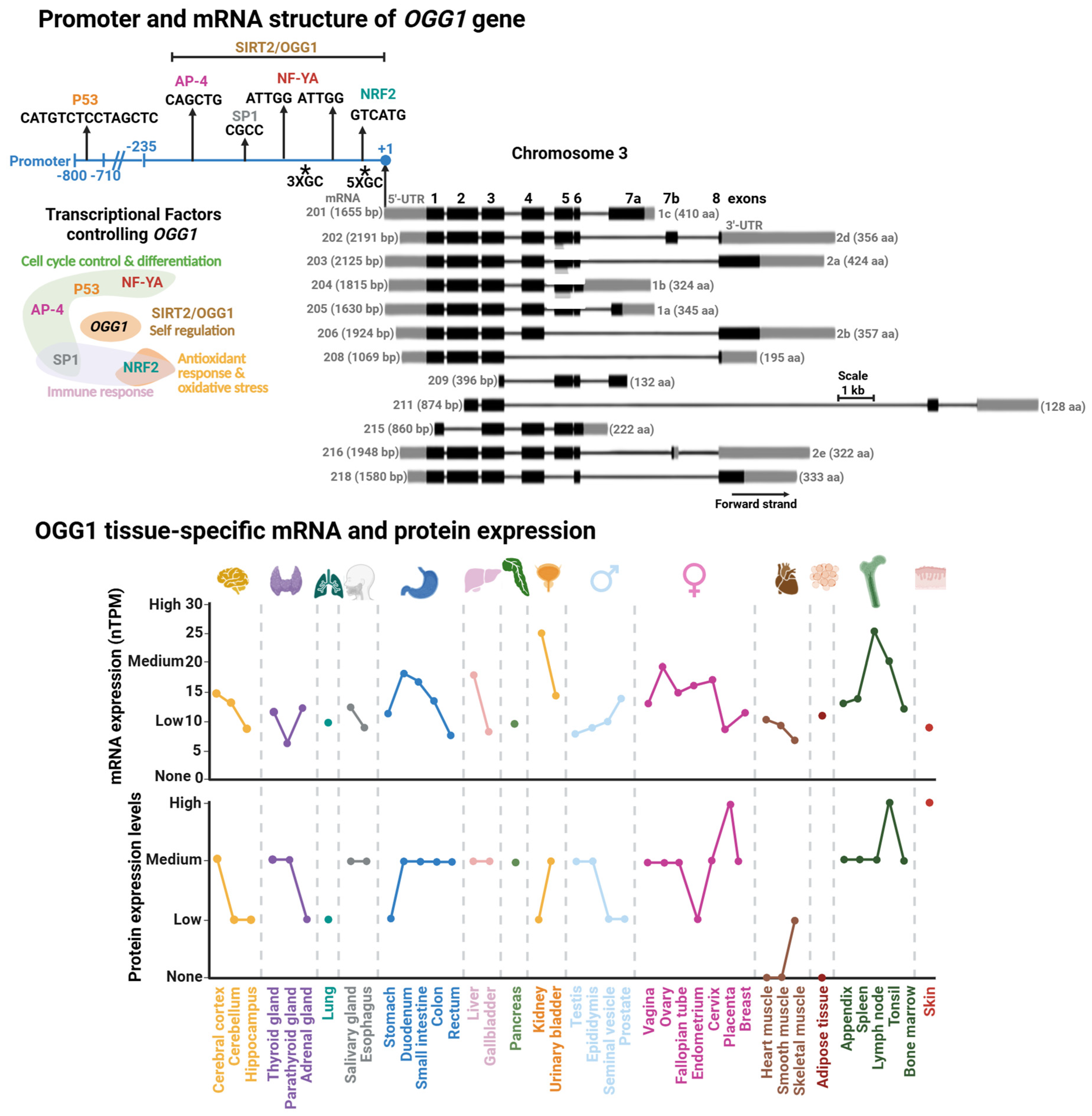 OGG1 and MUTYH DNA Glycosylases, the Dynamic Duo Against 8-Oxoguanine ...