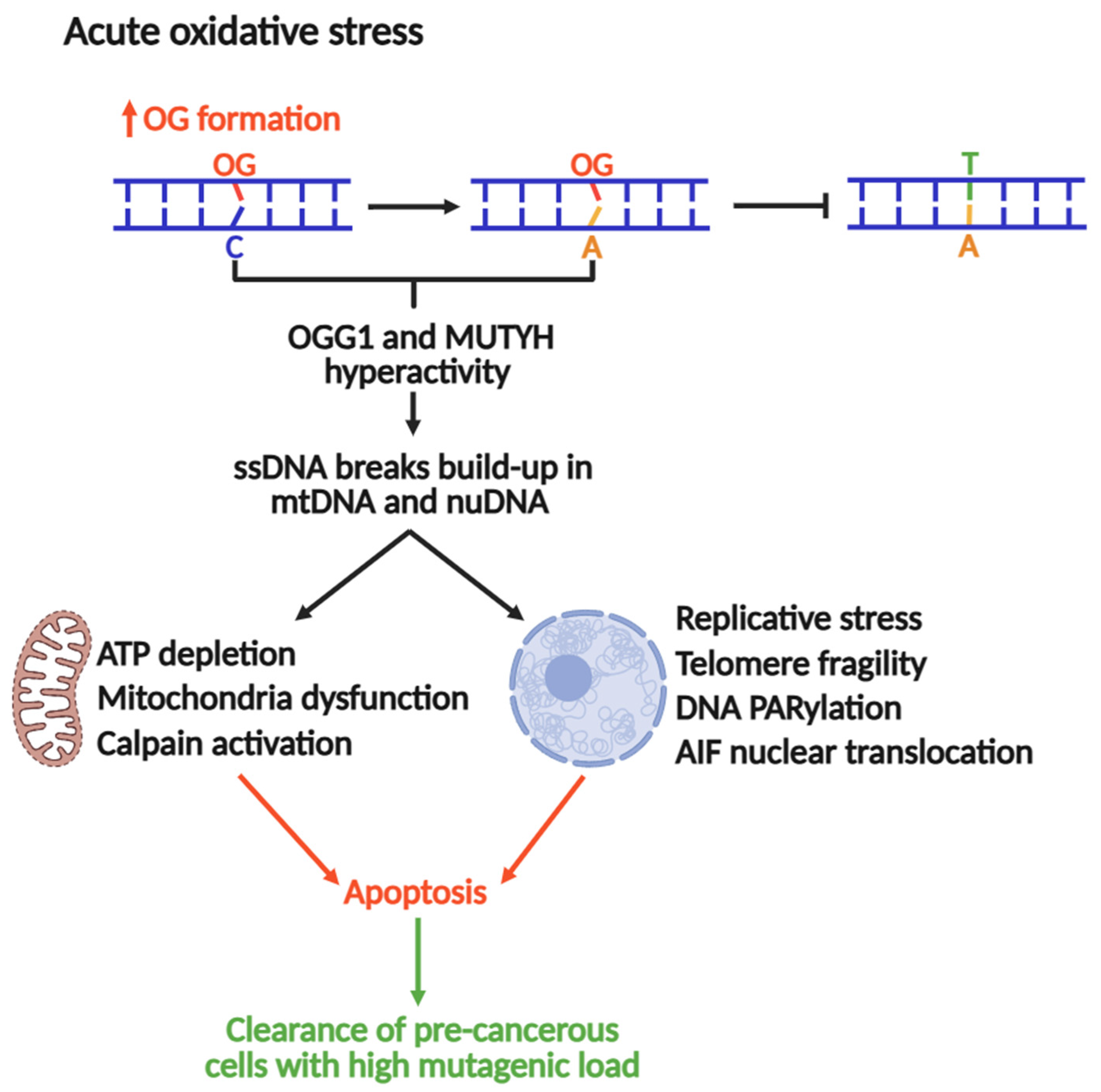 OGG1 and MUTYH DNA Glycosylases, the Dynamic Duo Against 8-Oxoguanine ...