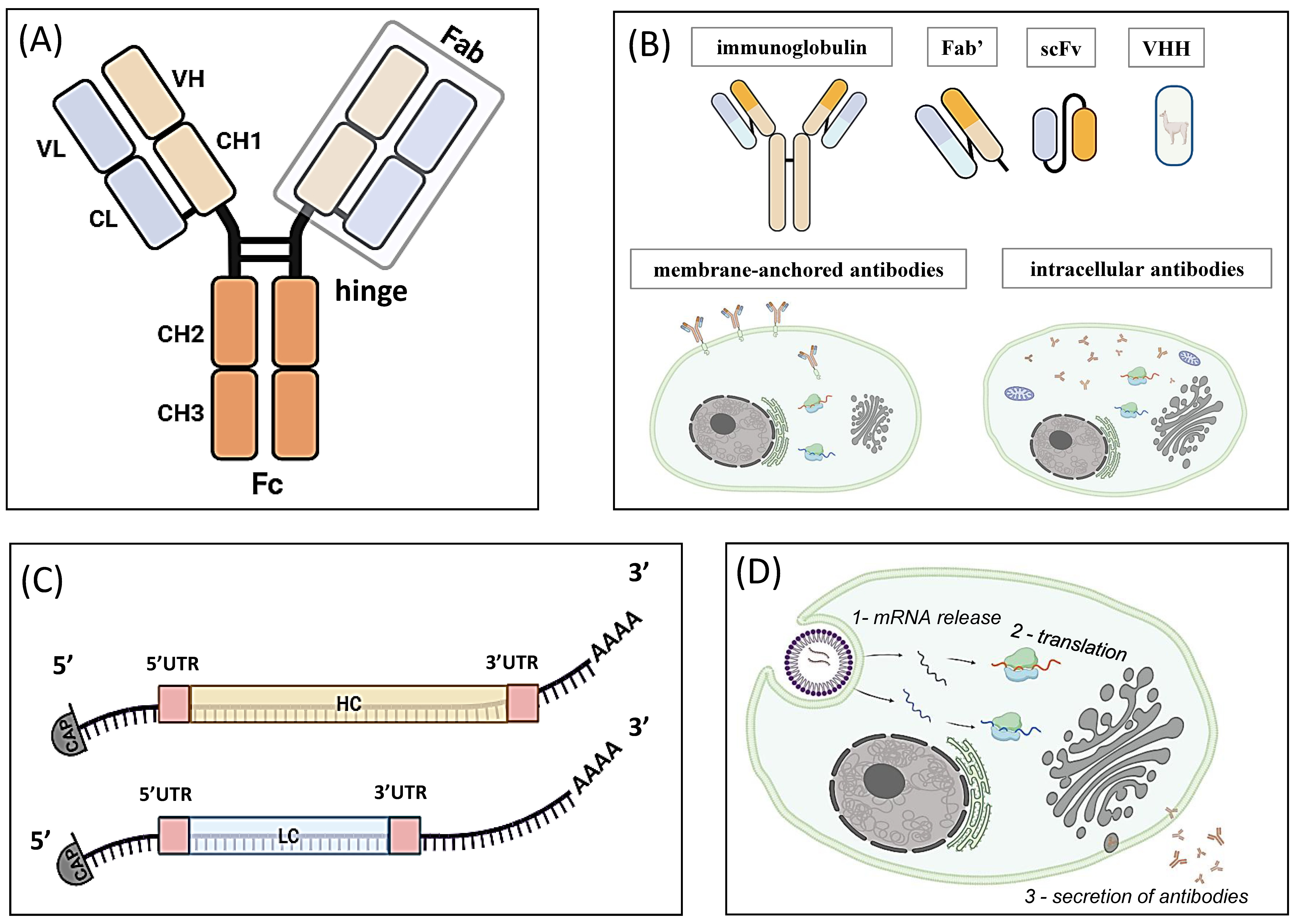 mRNA-Encoded Antibodies: An Emerging Paradigm in Antiviral Protection