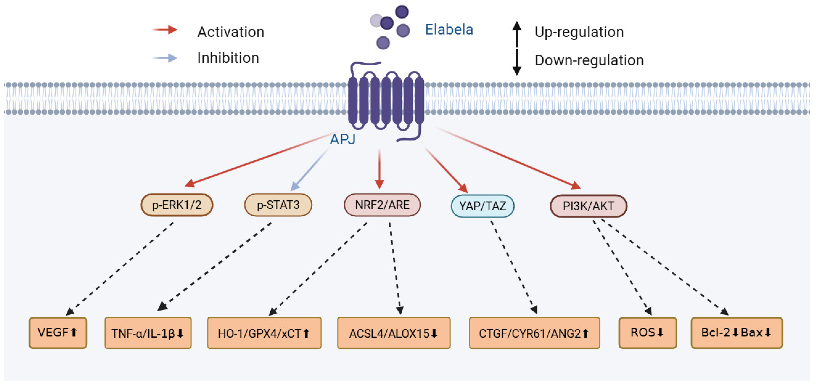 ELABELA: A Potential Therapeutic Target for Ischemia–Reperfusion Injury