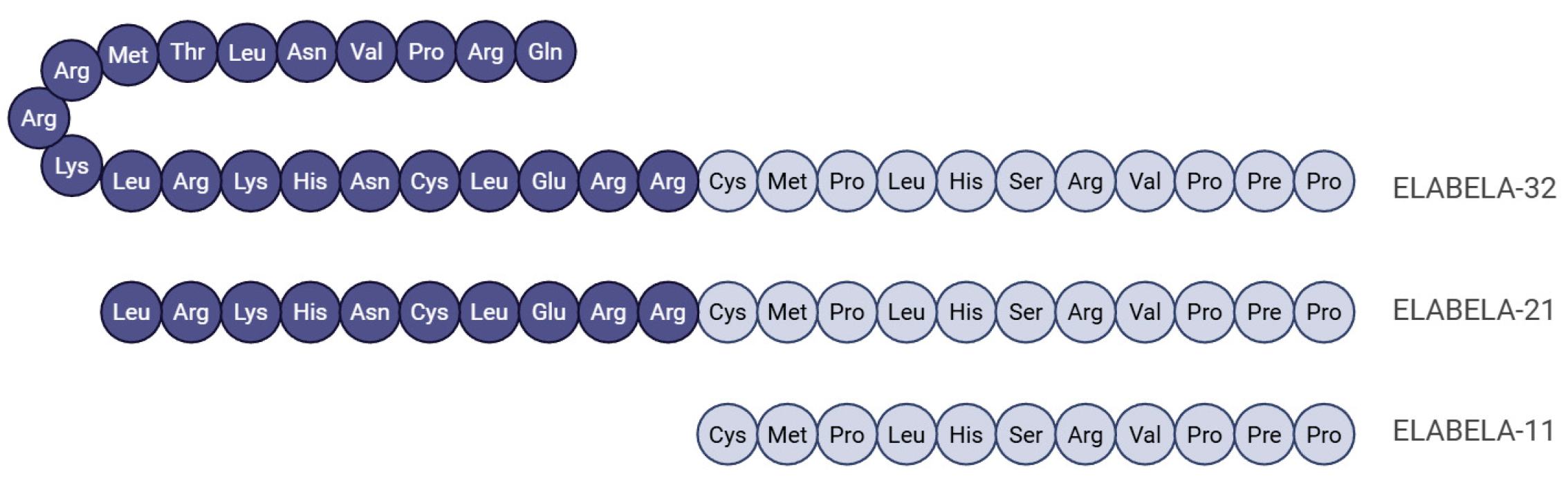 ELABELA: A Potential Therapeutic Target for Ischemia–Reperfusion Injury