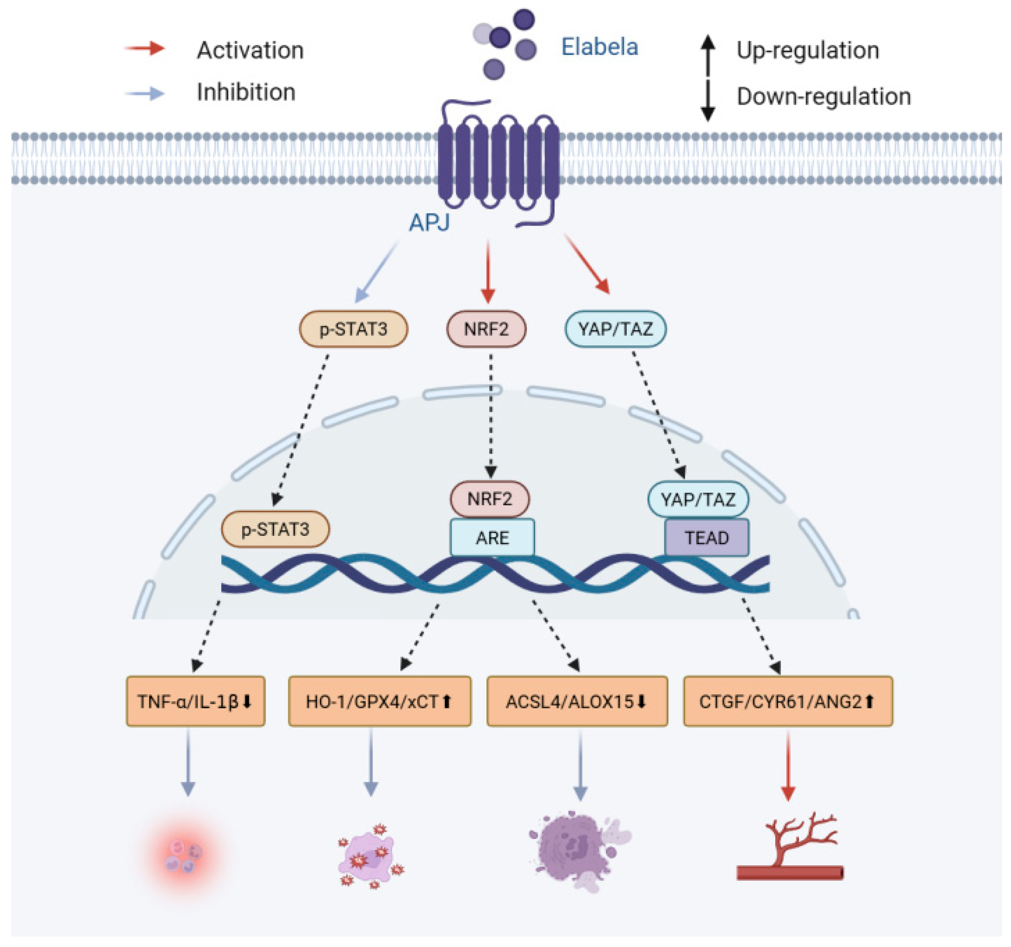 ELABELA: A Potential Therapeutic Target for Ischemia–Reperfusion Injury