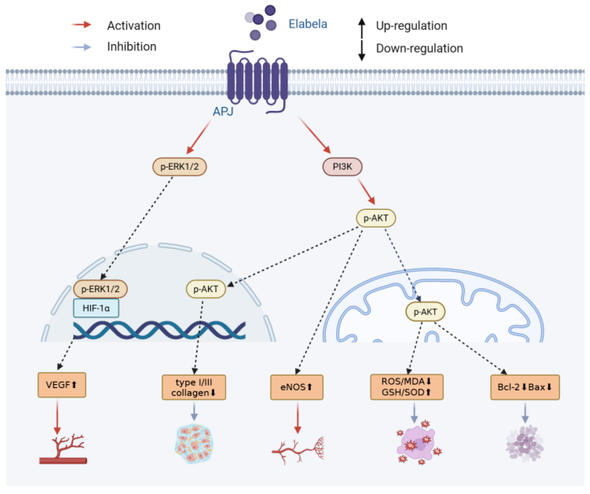 ELABELA: A Potential Therapeutic Target for Ischemia–Reperfusion Injury