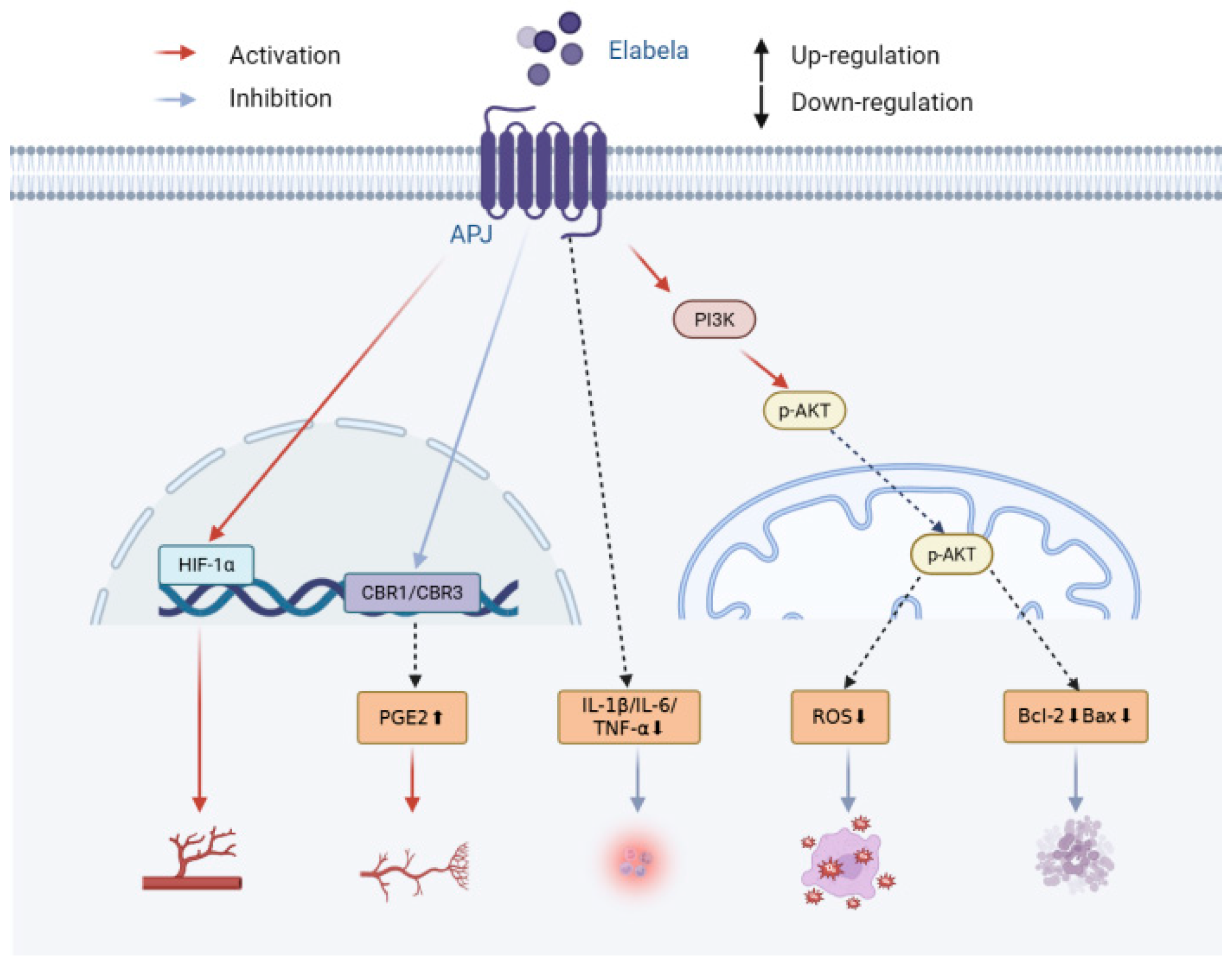 ELABELA: A Potential Therapeutic Target for Ischemia–Reperfusion Injury