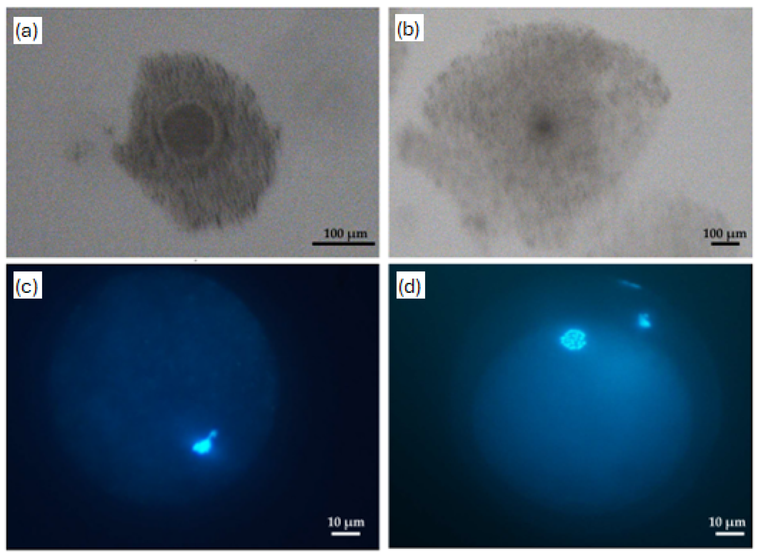 Metabolic Comparison of Mature and Immature Bovine Cumulus–Oocyte ...