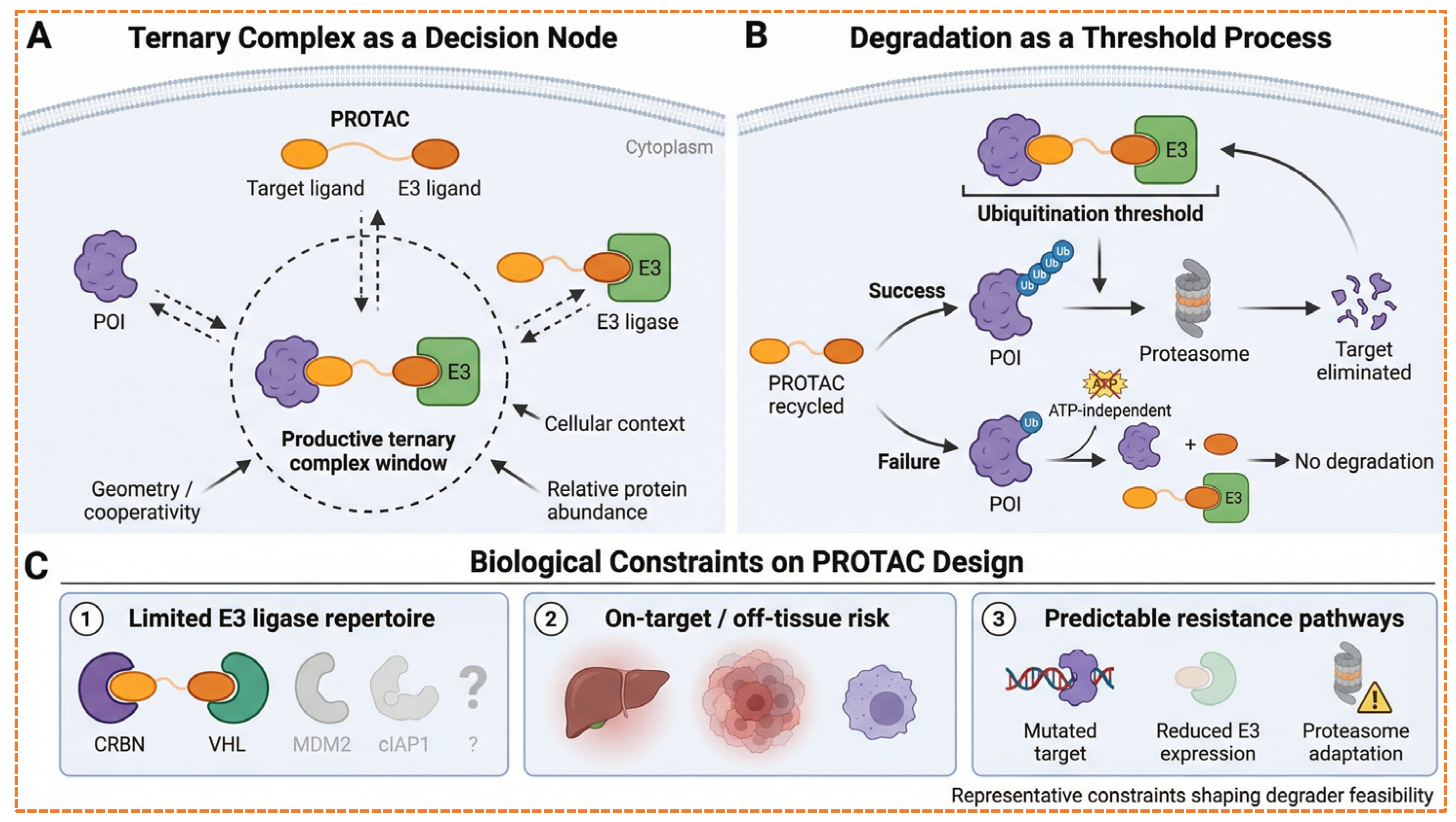 Targeted Protein Degradation in Cancer: PROTACs, New Targets, and ...