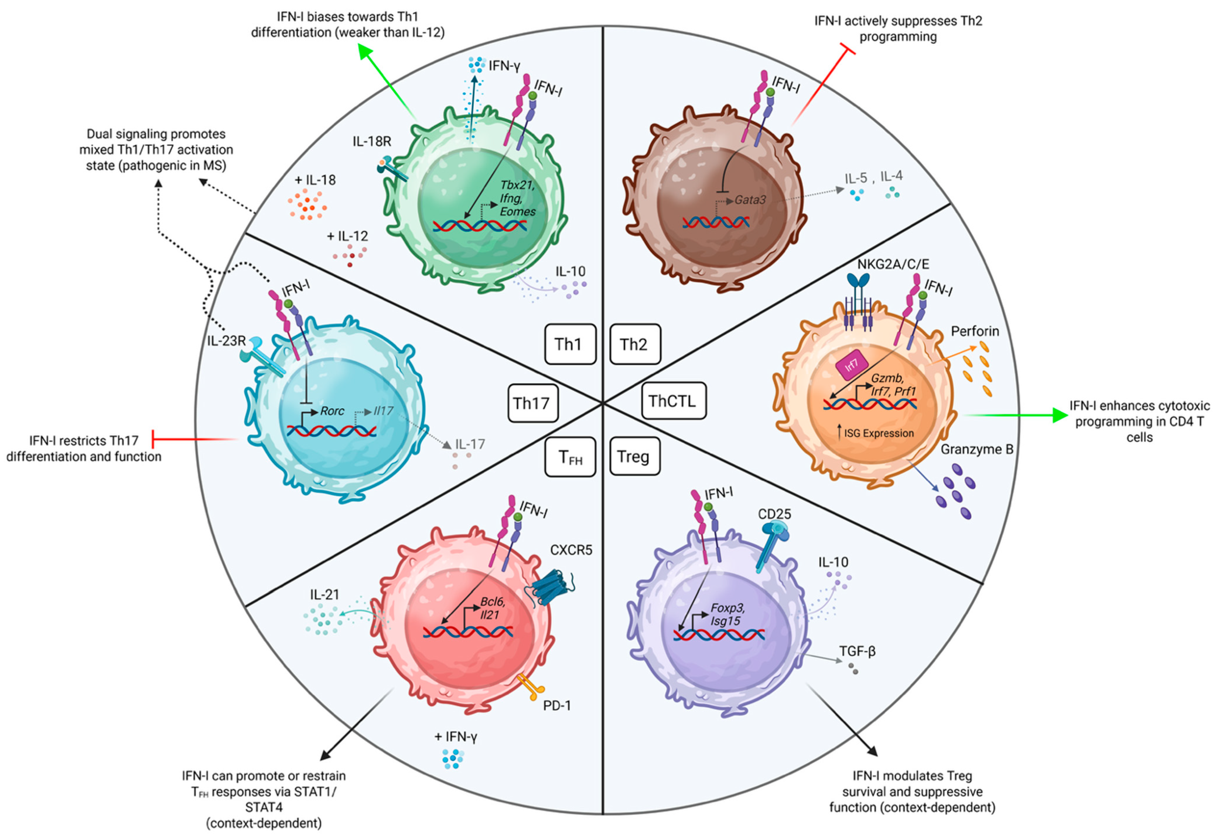 Cell-Intrinsic Type I Interferon Signaling as a Pleiotropic ...
