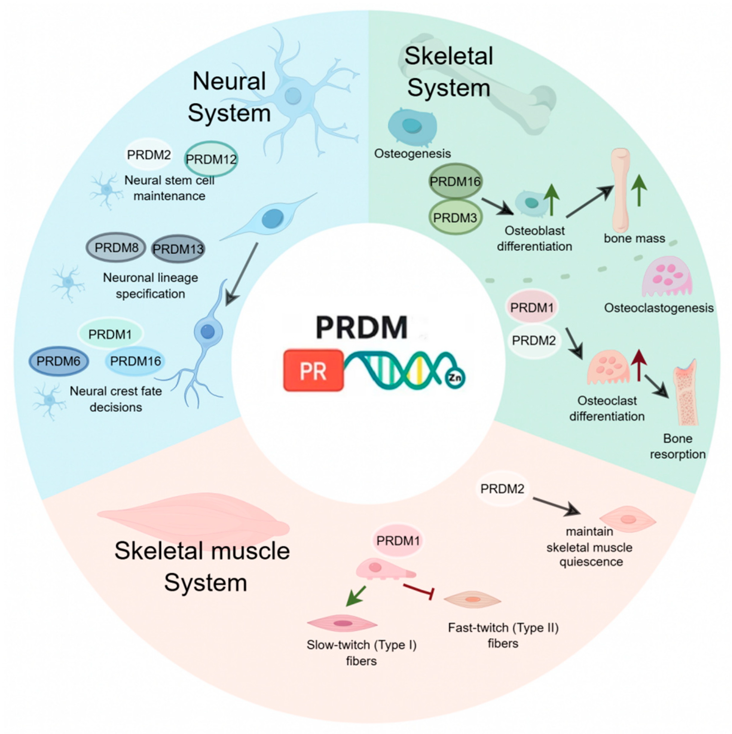 The Roles of the PRDM Family in the Neuro-Motor System