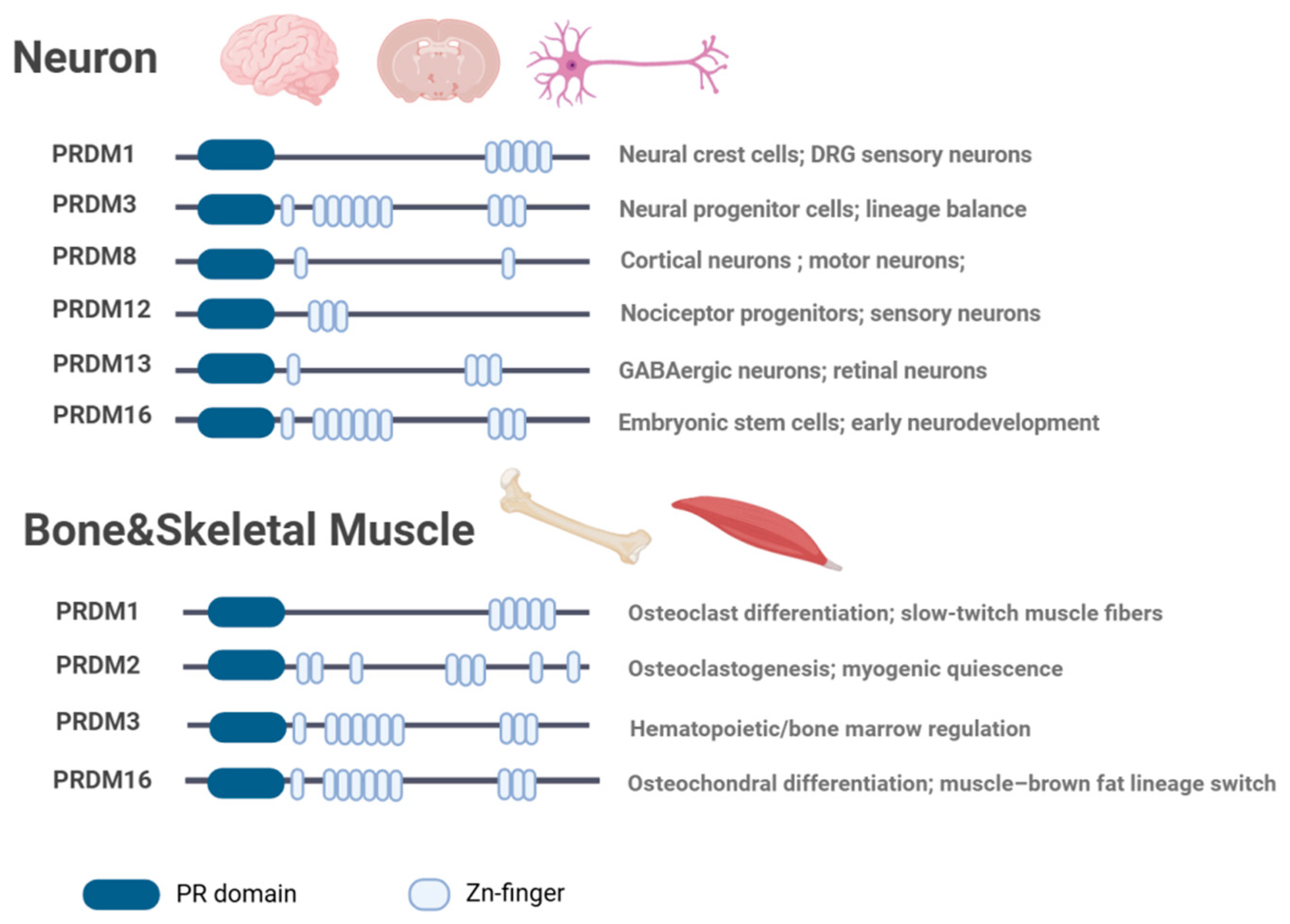 The Roles of the PRDM Family in the Neuro-Motor System