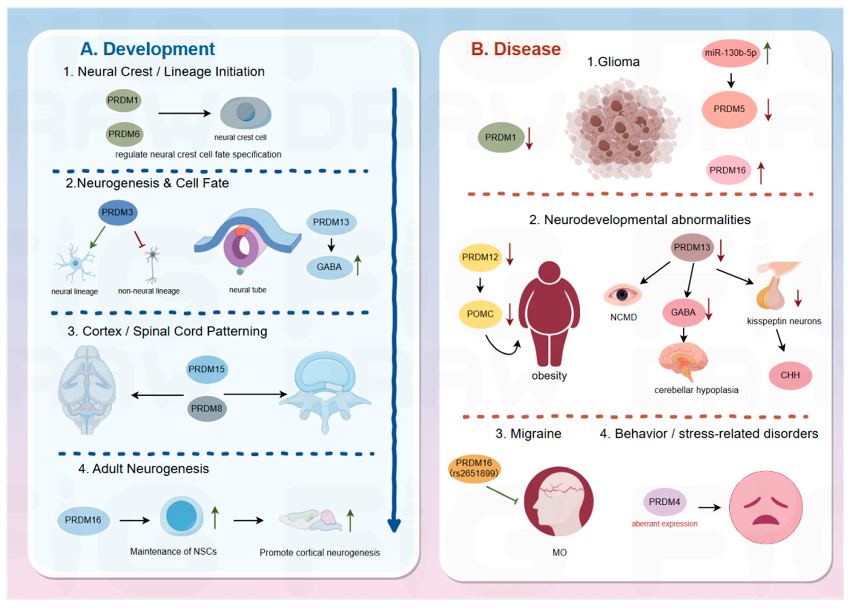 The Roles of the PRDM Family in the Neuro-Motor System