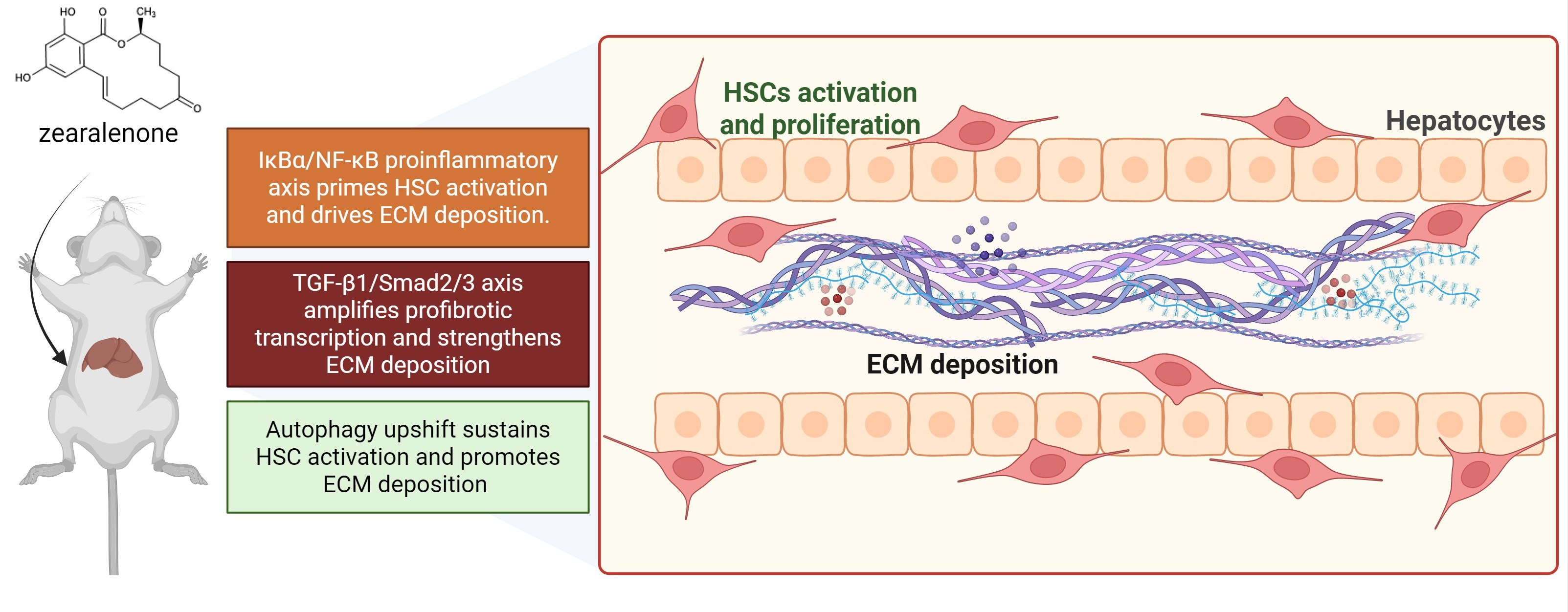 Zearalenone Promotes Hepatic Stellate Cell Activation and Early ...
