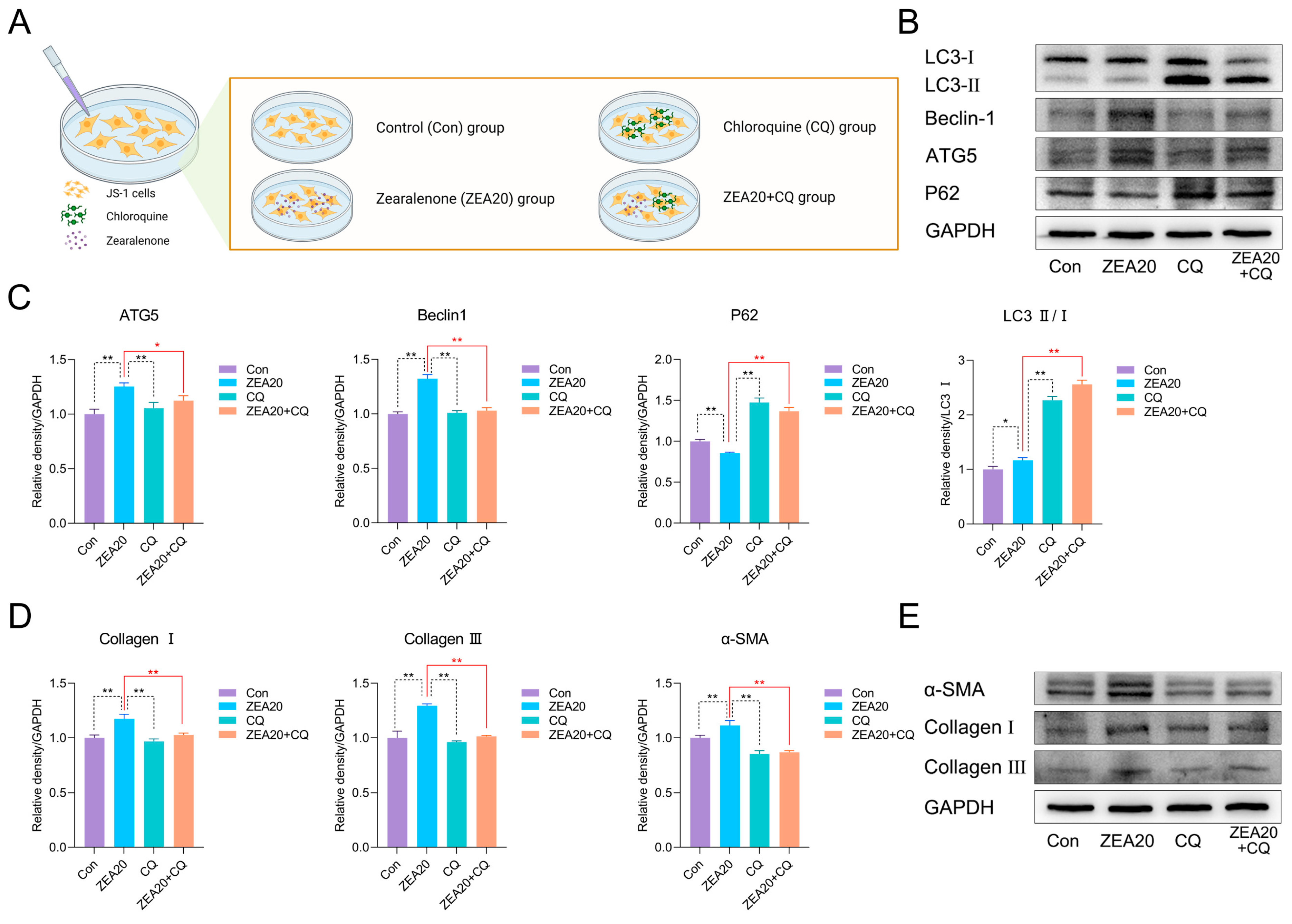 Zearalenone Promotes Hepatic Stellate Cell Activation and Early ...