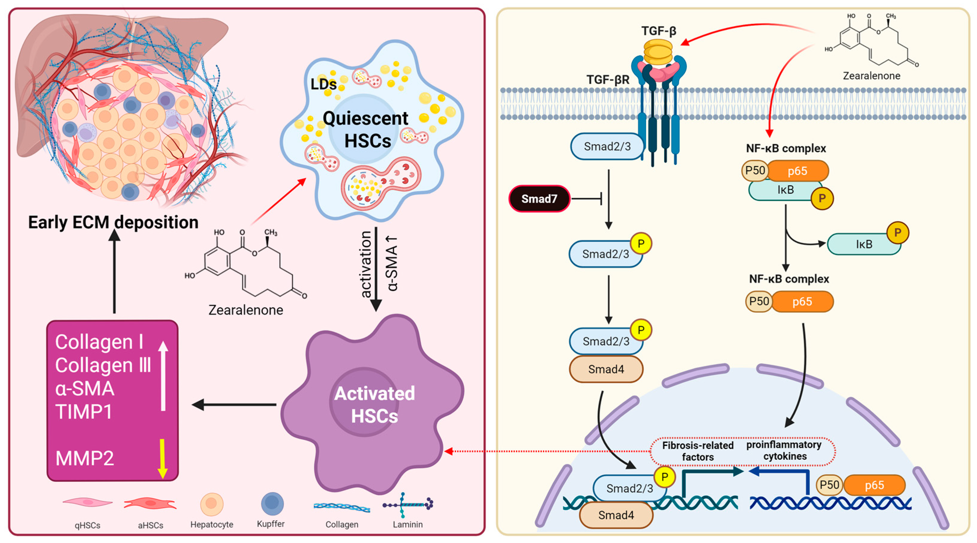 Zearalenone Promotes Hepatic Stellate Cell Activation and Early ...