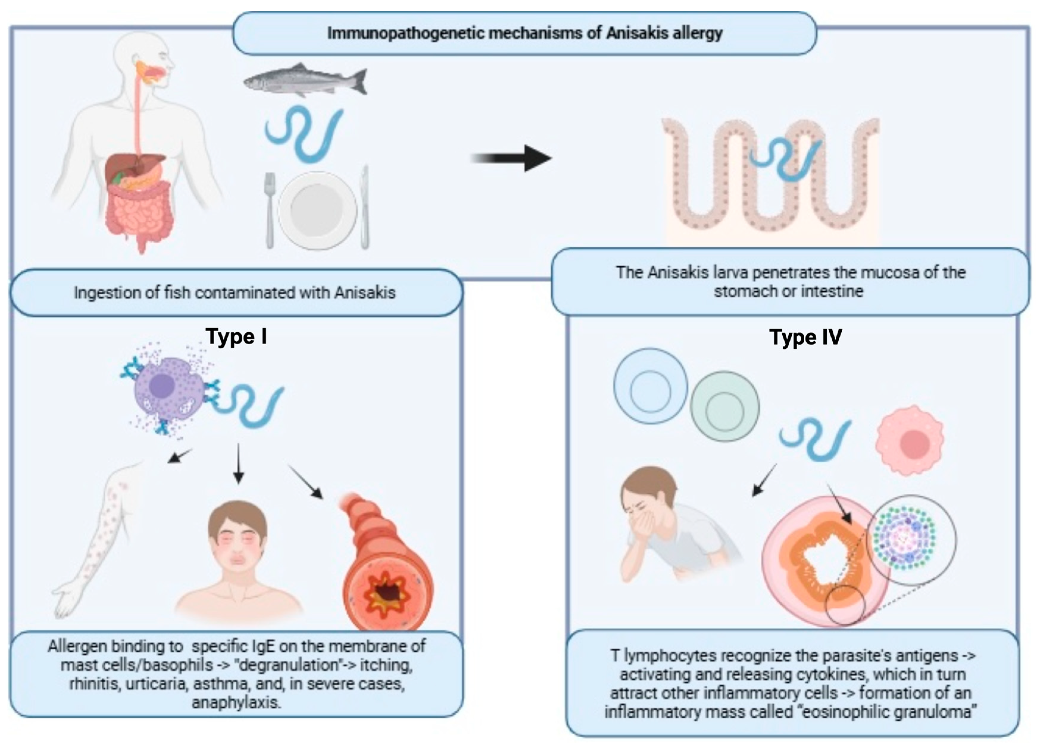 Allergic Anisakiasis: An Integrated Review of Human, Animal and ...
