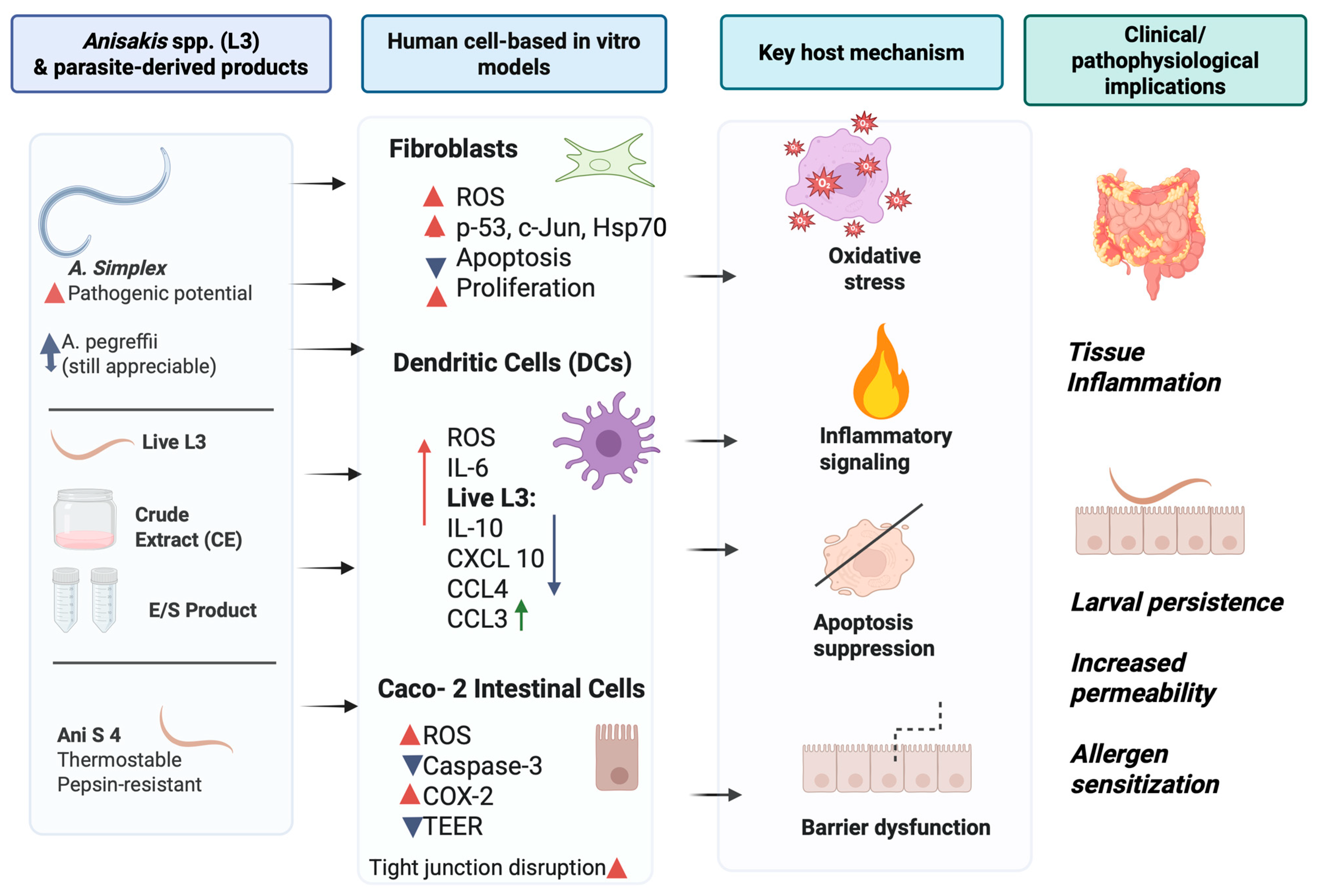Allergic Anisakiasis: An Integrated Review of Human, Animal and ...