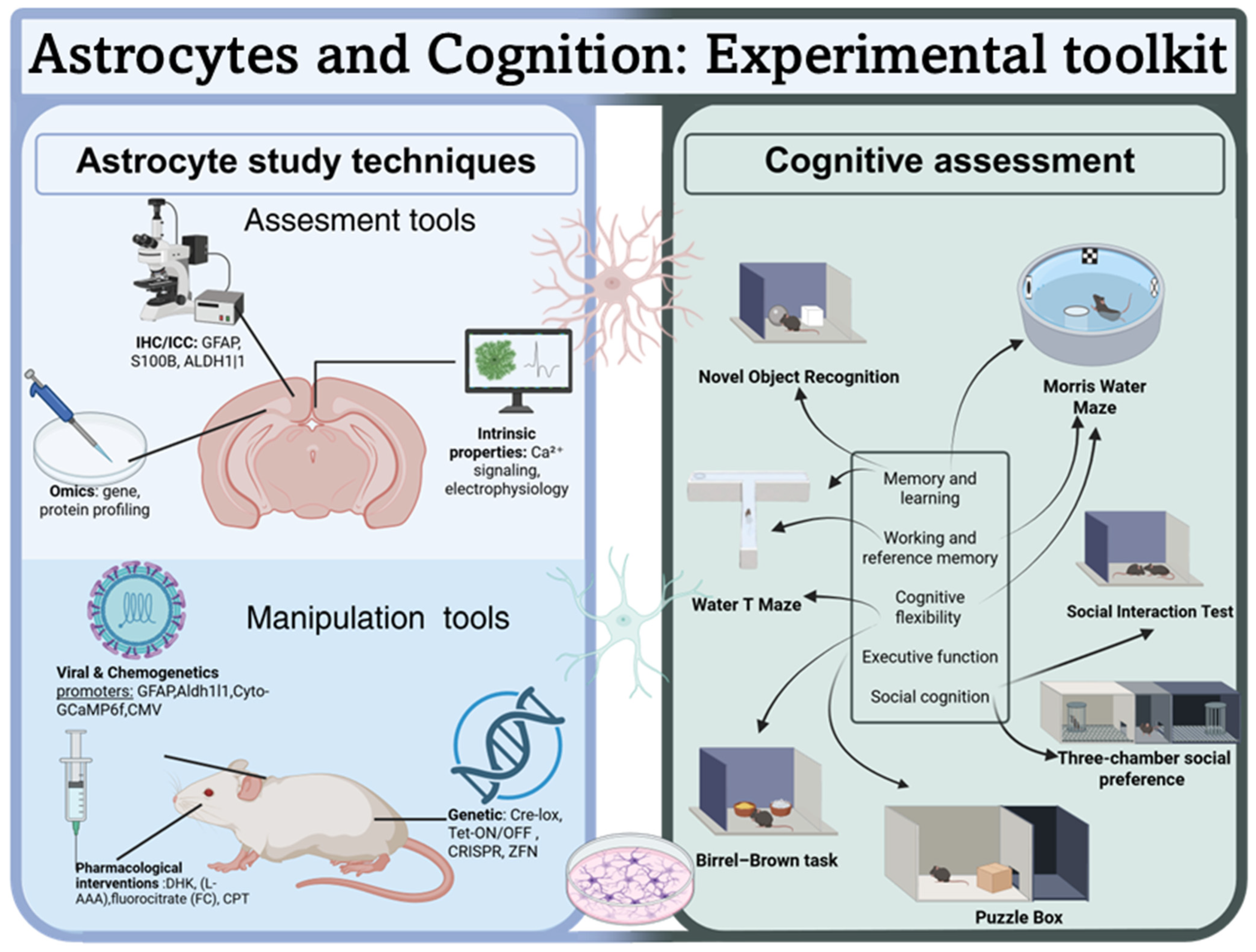 Constellations of Thought: Astrocytic Contributions to Cognition Across ...