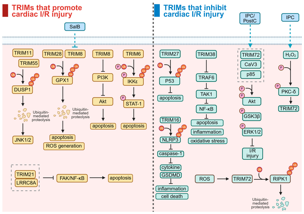 Emerging Role and Potential Therapeutic Application of TRIM Proteins in ...