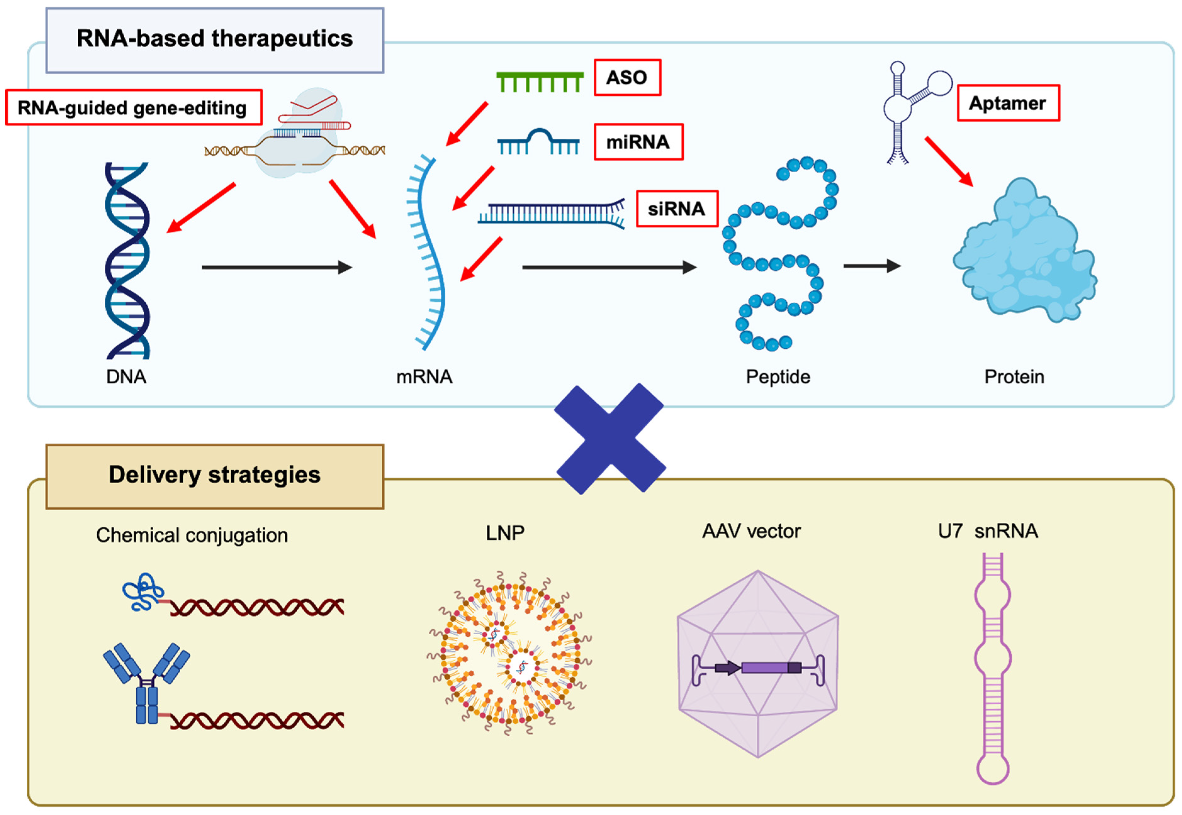 RNA Therapeutics Targeting Skeletal Muscle: Emerging Antisense and Gene ...