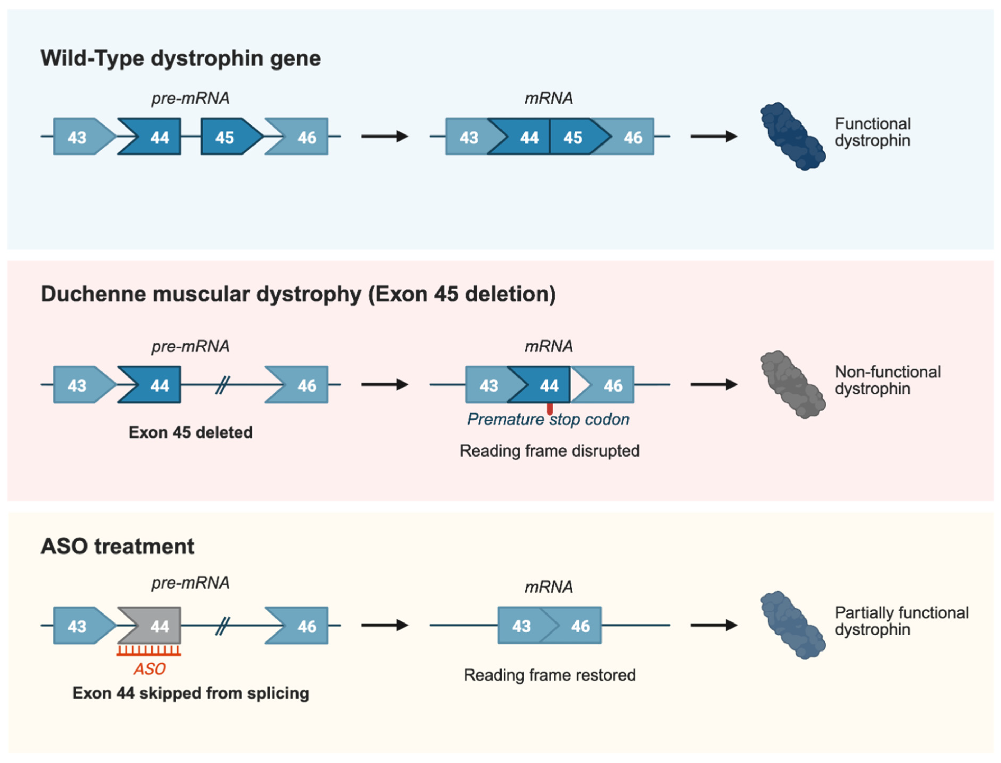 RNA Therapeutics Targeting Skeletal Muscle: Emerging Antisense and Gene ...