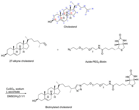 Cholesterol Chip for the Study of Cholesterol–Protein Interactions ...