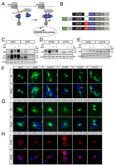 Improved Split TEV GPCR β-arrestin-2 Recruitment Assays via Systematic ...
