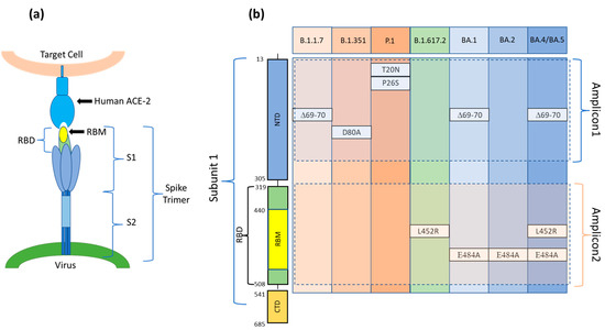 Dual-Domain Reporter Approach for Multiplex Identification of Major ...