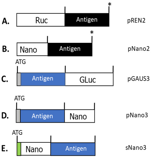 Advancing Luciferase-Based Antibody Immunoassays to Next-Generation Mix ...