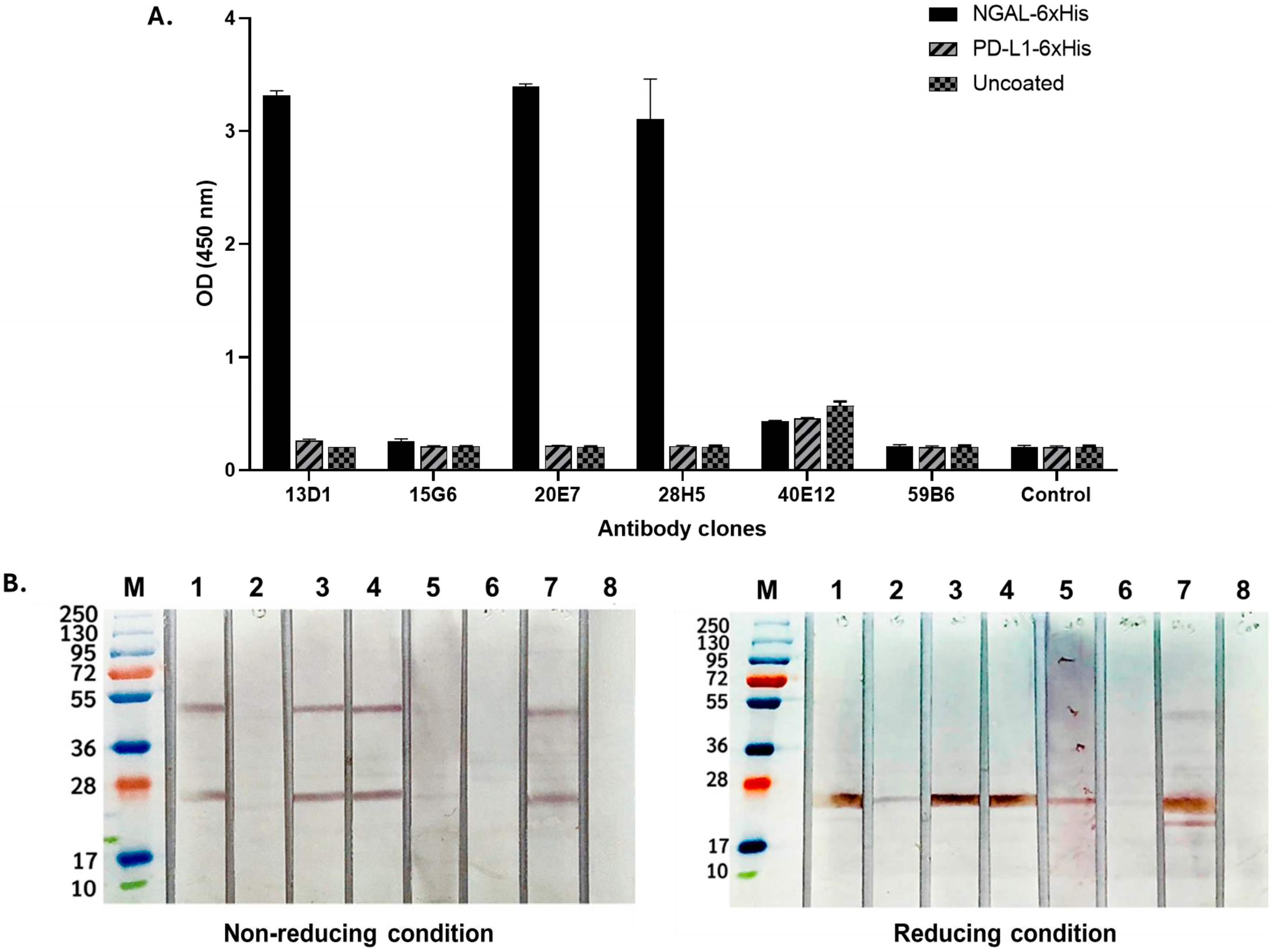 Antibody-Based Biolayer Interferometry Platform for Rapid Detection of ...