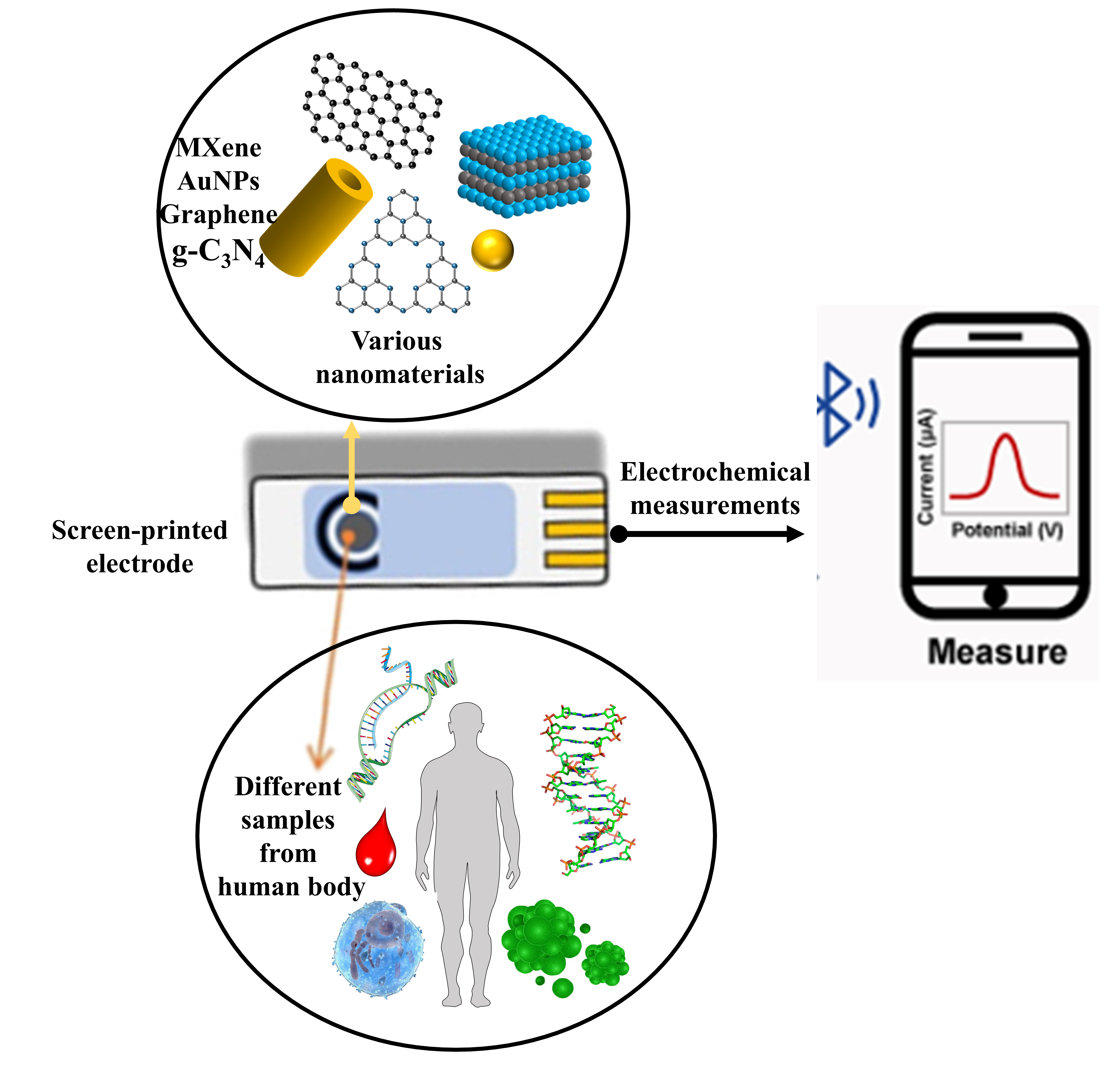 Recent Advances in MXene-Based Screen-Printed Electrochemical Sensors ...