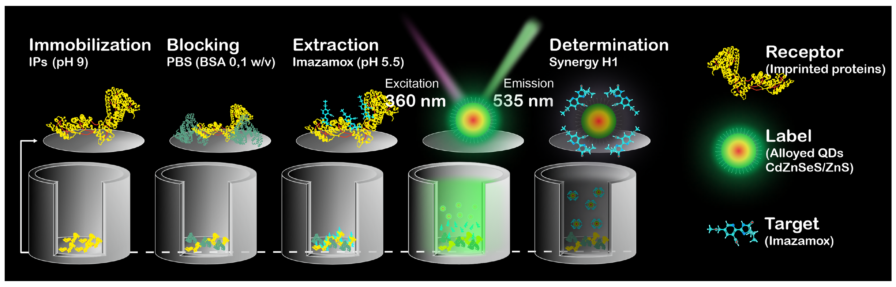 Imprinted Proteins as a Receptor in Fluorescent Sensing Microplate ...