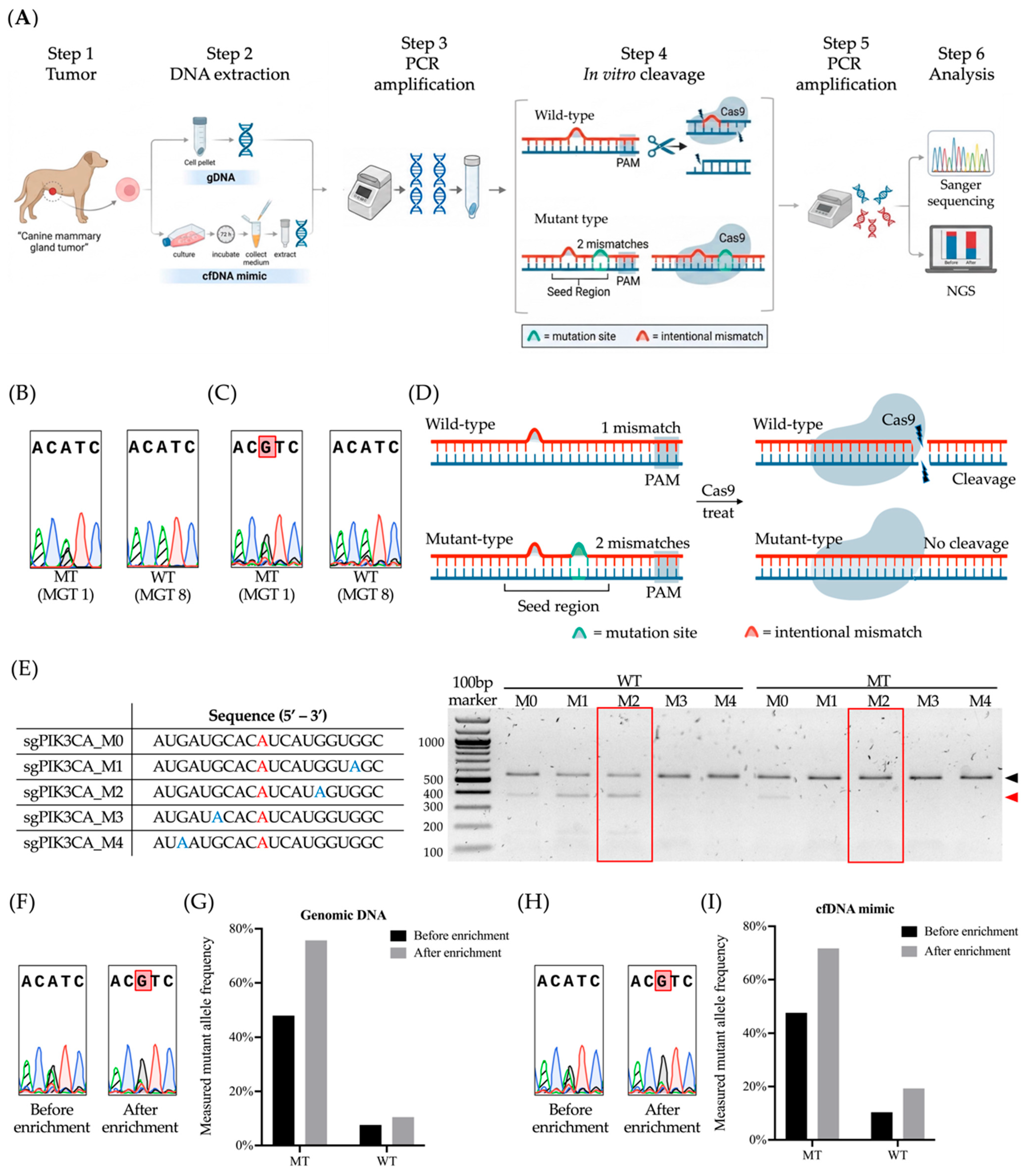 Sequential CRISPR-EspCas9-Mediated Wild-Type Depletion Enhances the ...