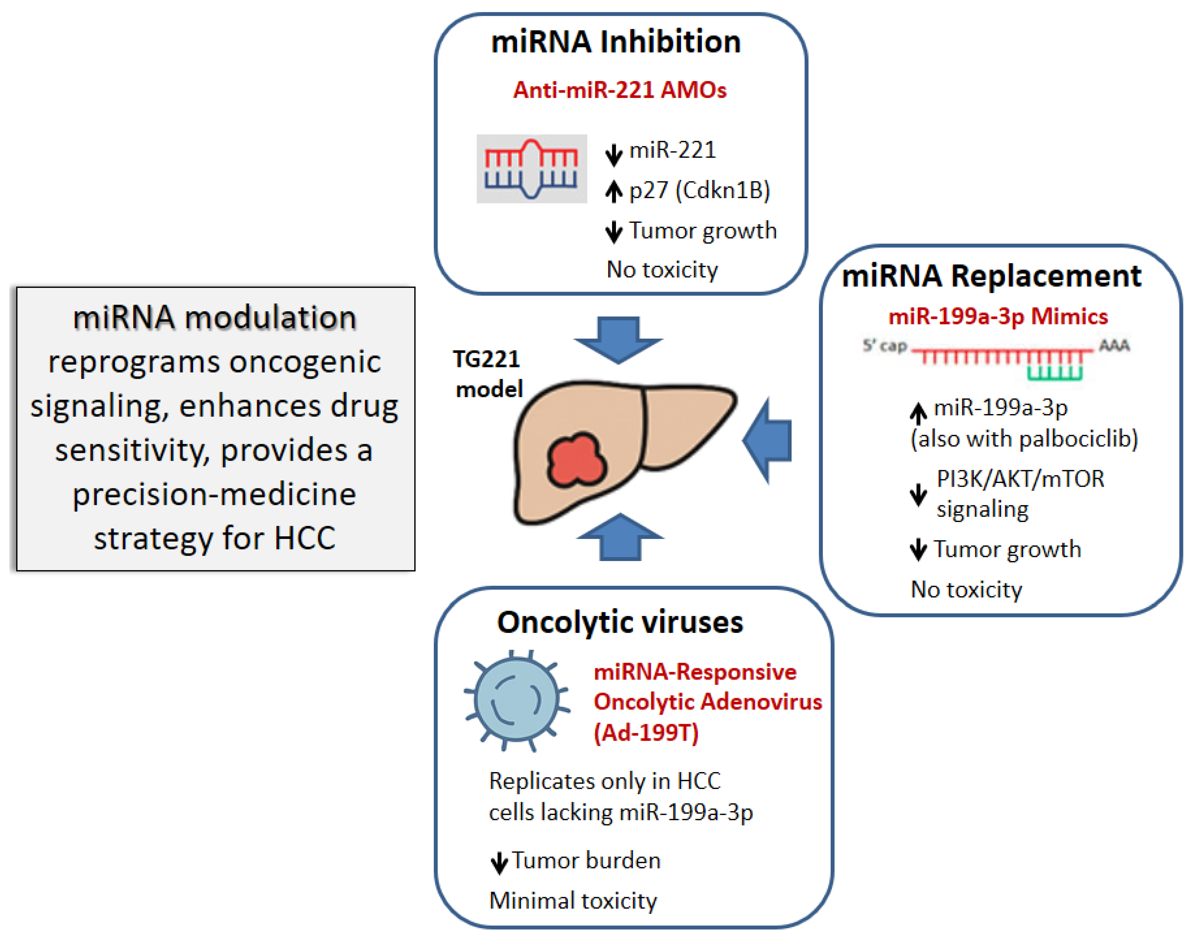 TG221: An Experimental Model for Liver Cancer Prevention and Treatment ...
