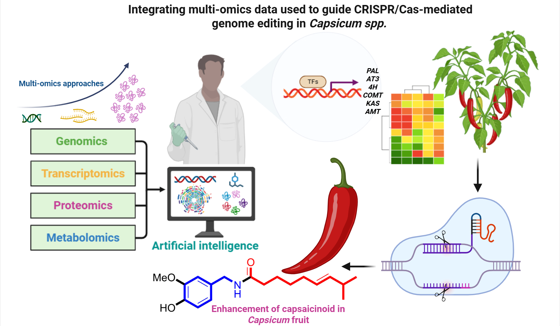 Next-Generation Metabolic Engineering of Capsaicinoids Biosynthesis in ...