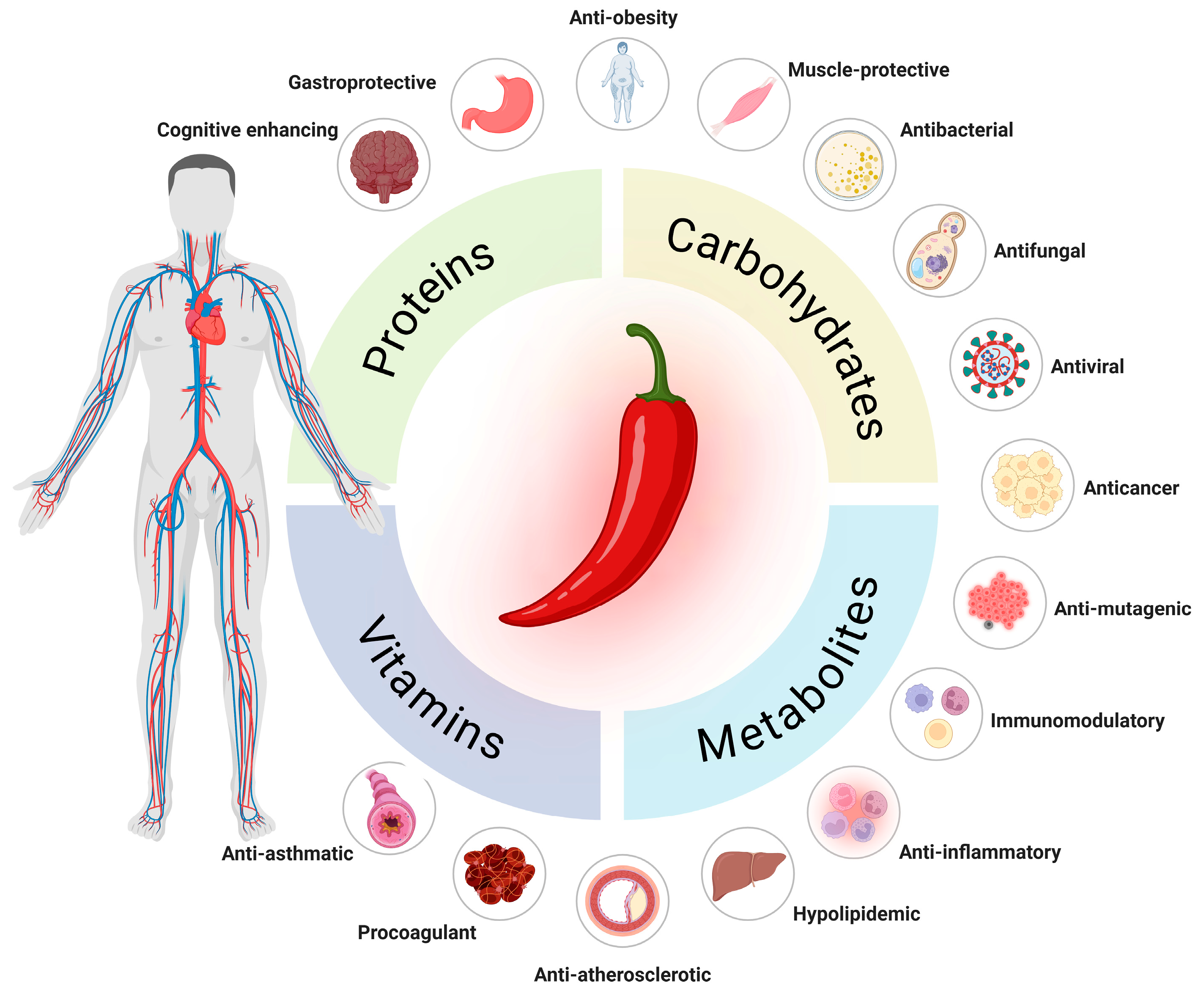 Next-Generation Metabolic Engineering of Capsaicinoids Biosynthesis in ...