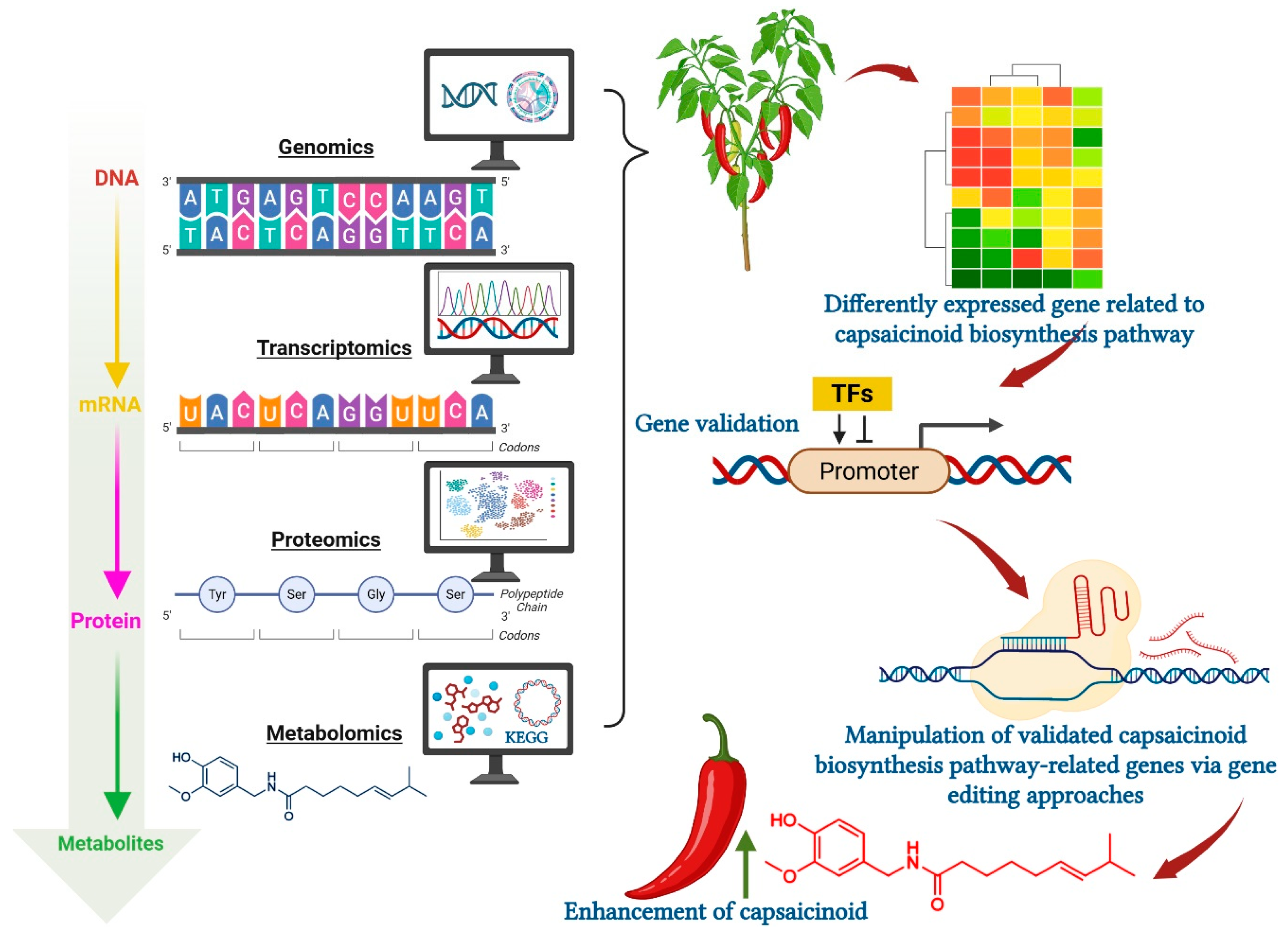 Next-Generation Metabolic Engineering of Capsaicinoids Biosynthesis in ...