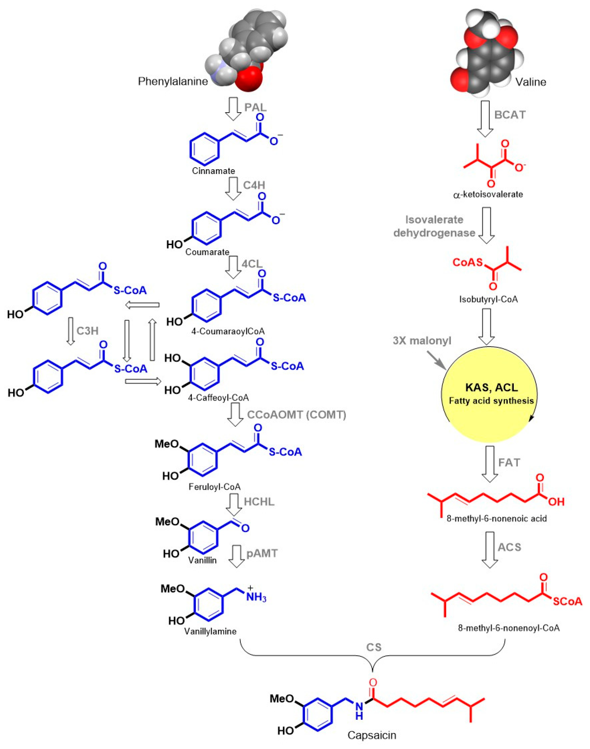 Next-Generation Metabolic Engineering of Capsaicinoids Biosynthesis in ...