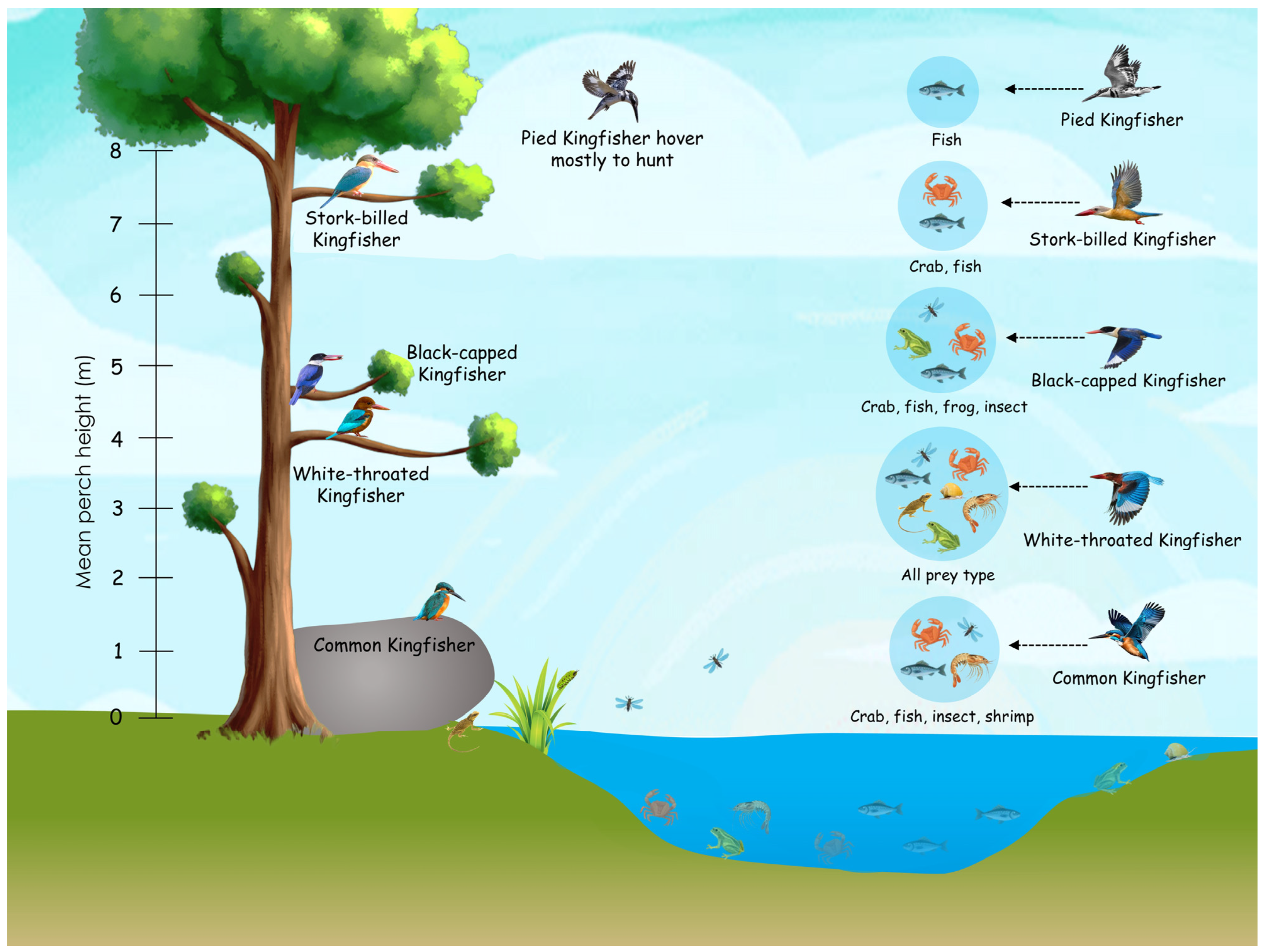Perch Height as a Driver of Foraging Behaviour and Hunting Success in ...