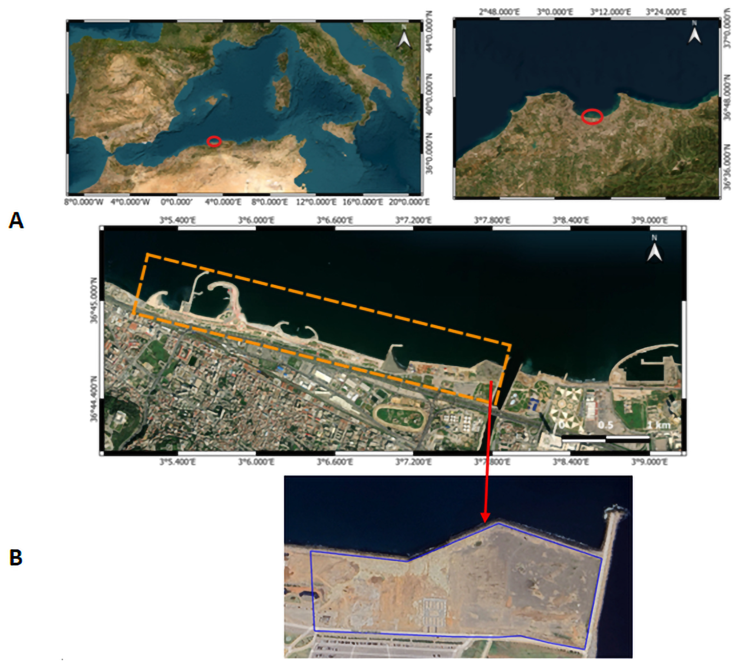 Breeding Under Pressure: Shorebird Reproductive Success Amid Urban ...