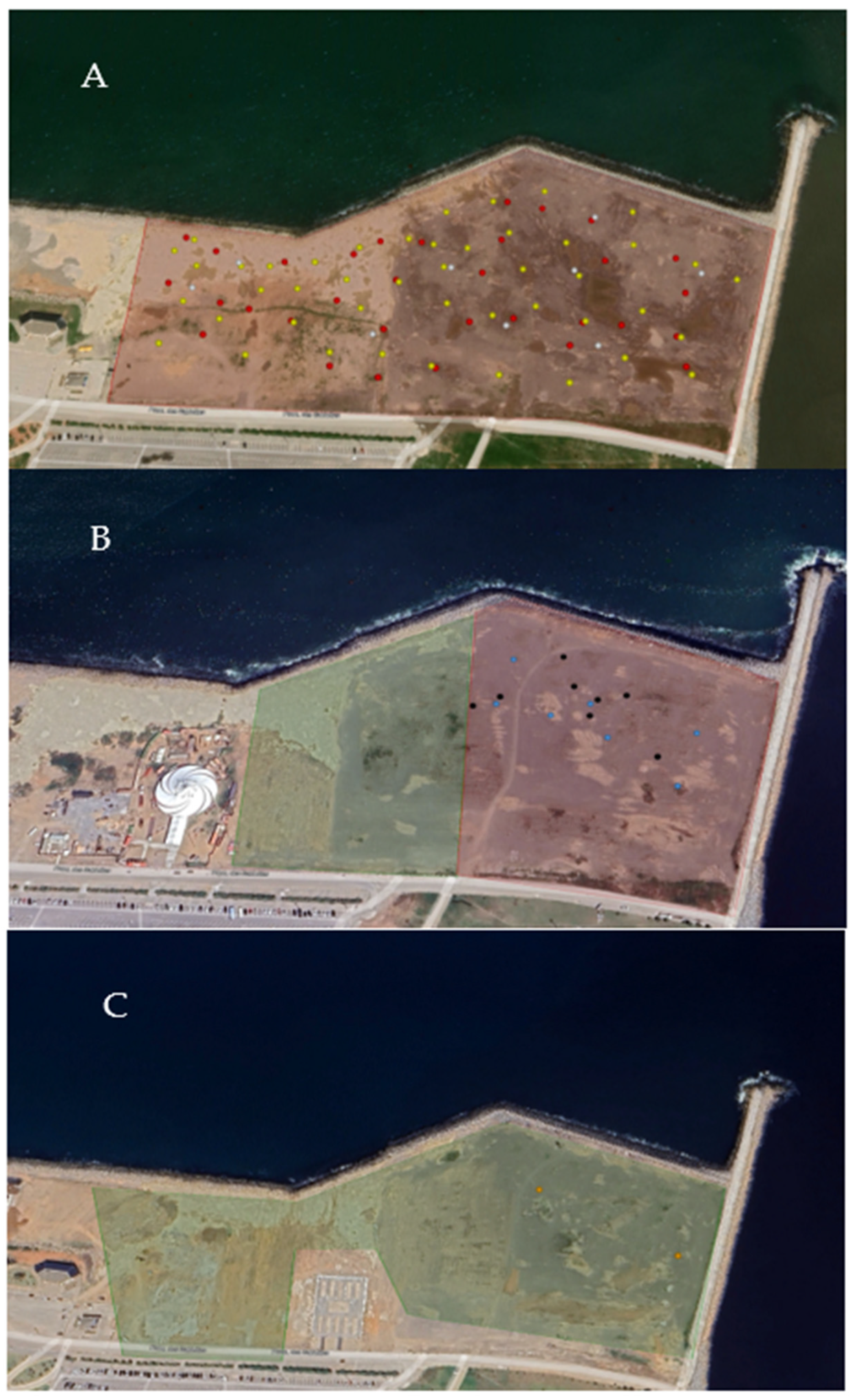 Breeding Under Pressure: Shorebird Reproductive Success Amid Urban ...