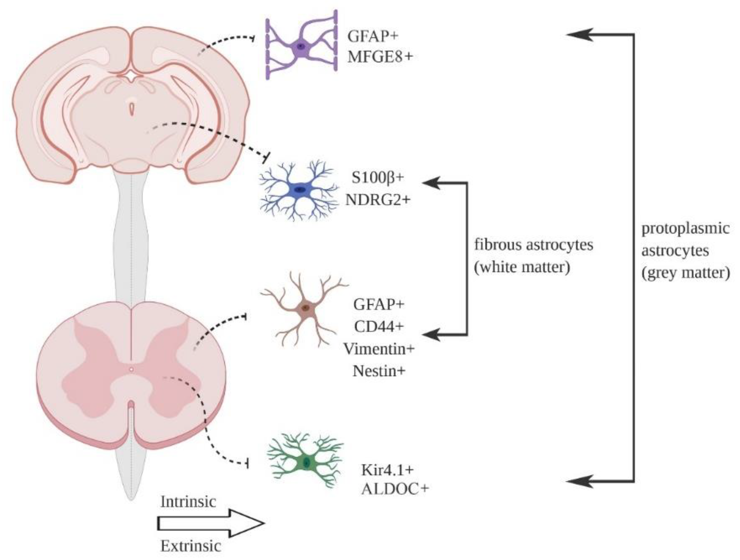 Brain Sciences Free Full Text No Longer Underappreciated The Brain Sciences Free Full Text No Longer Underappreciated The