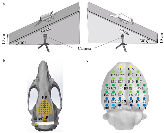 Rat Locomotion Detection Based on Brain Functional Directed ...
