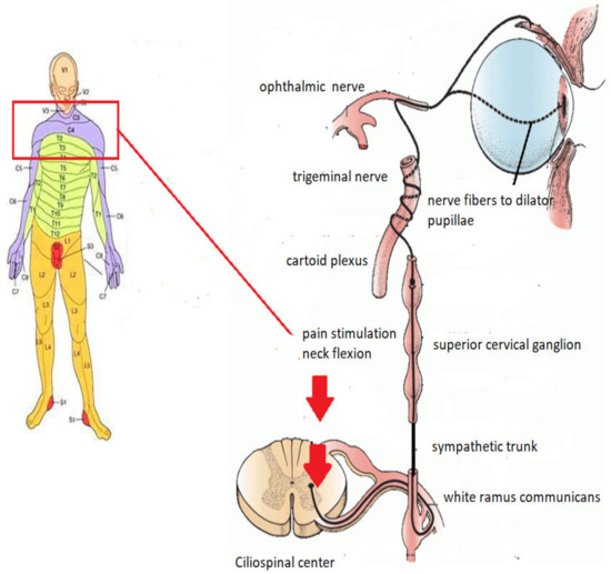 Atypical Pupil Reactions in Brain Dead Patients
