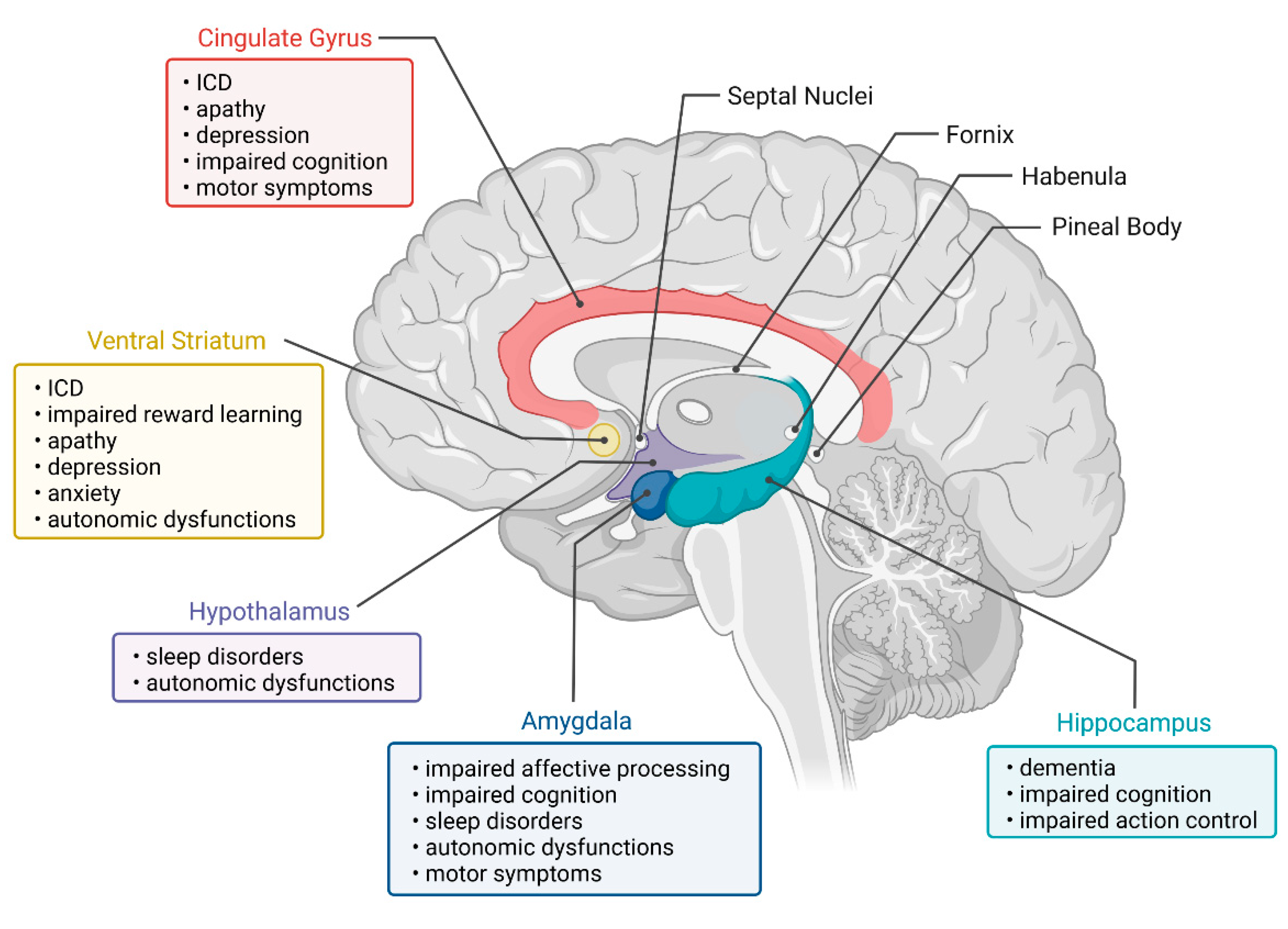 What Is The Limbic System Definition Parts And Functions ZLHLBD What Is The Limbic System Definition Parts And Functions ZLHLBD