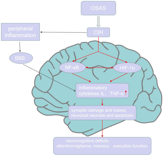 The Role of Inflammation in Cognitive Impairment of Obstructive Sleep ...
