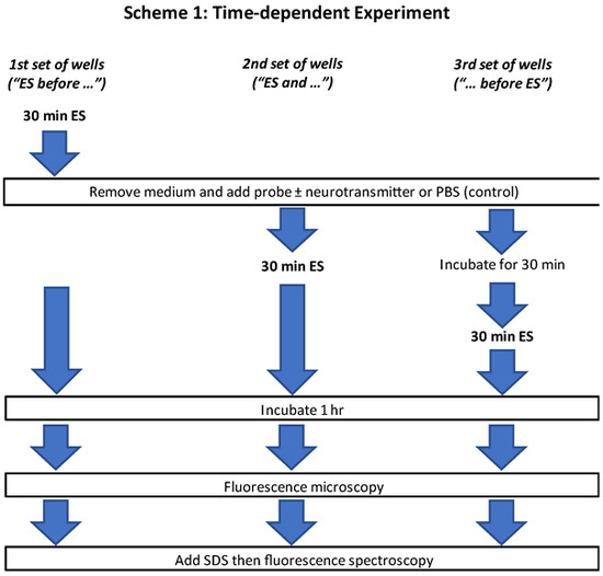 Development of a C6 Glioma Cell Model System to Assess Effects of ...