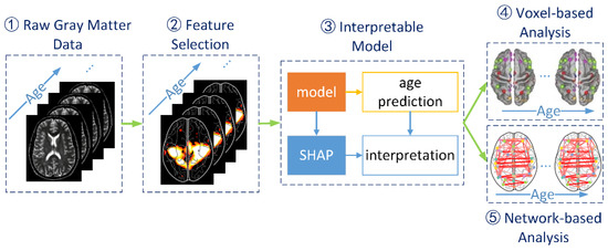 Interpretation for Individual Brain Age Prediction Based on Gray Matter ...