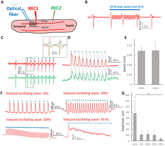 Subthreshold Oscillating Waves in Neural Tissue Propagate by Volume ...